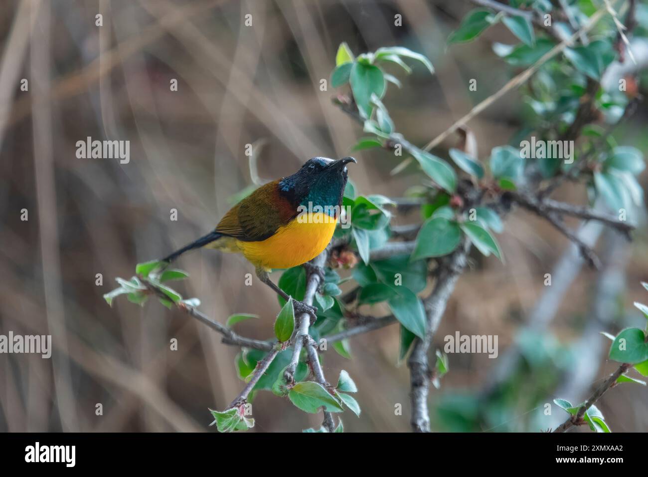green-tailed sunbird (Aethopyga nipalensis) or Nepal yellow-backed ...