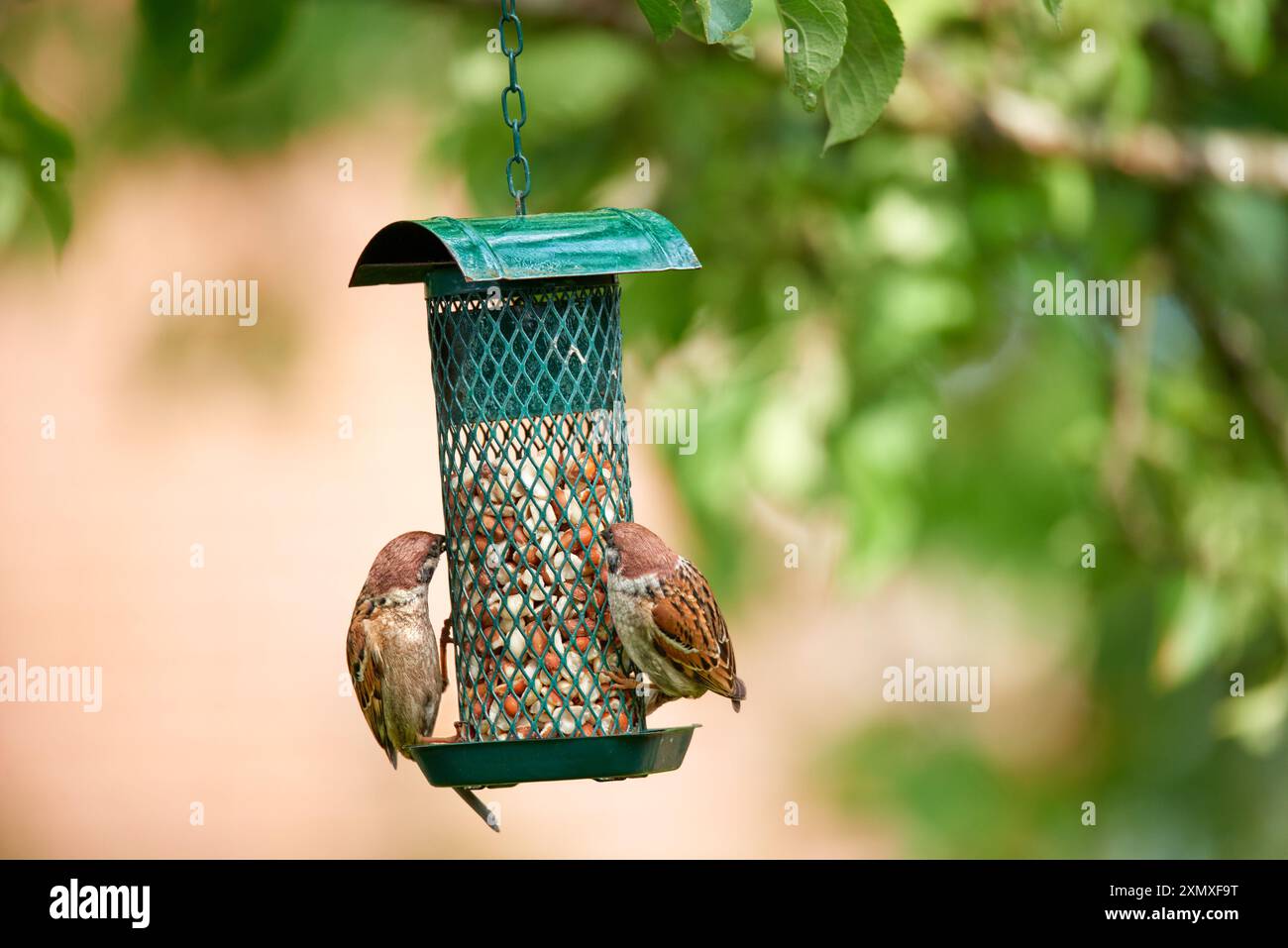 Tree sparrow, feeder and birds eating nuts in garden outdoor for ...