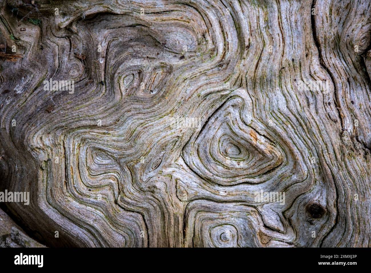 A closeup view of Contour lines in an a very old Beech tree showing the ...