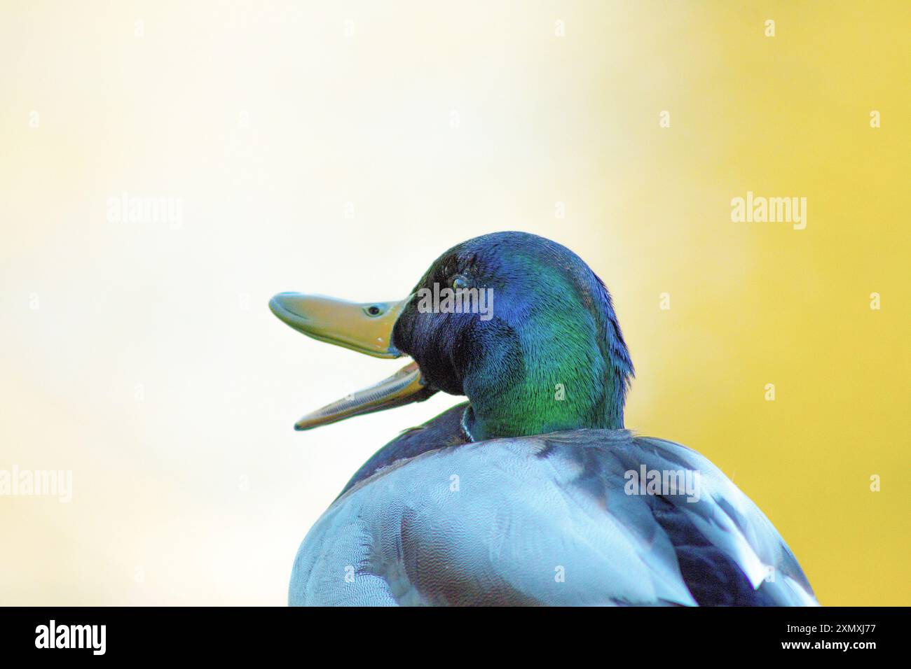 Quacking bird hi-res stock photography and images - Alamy