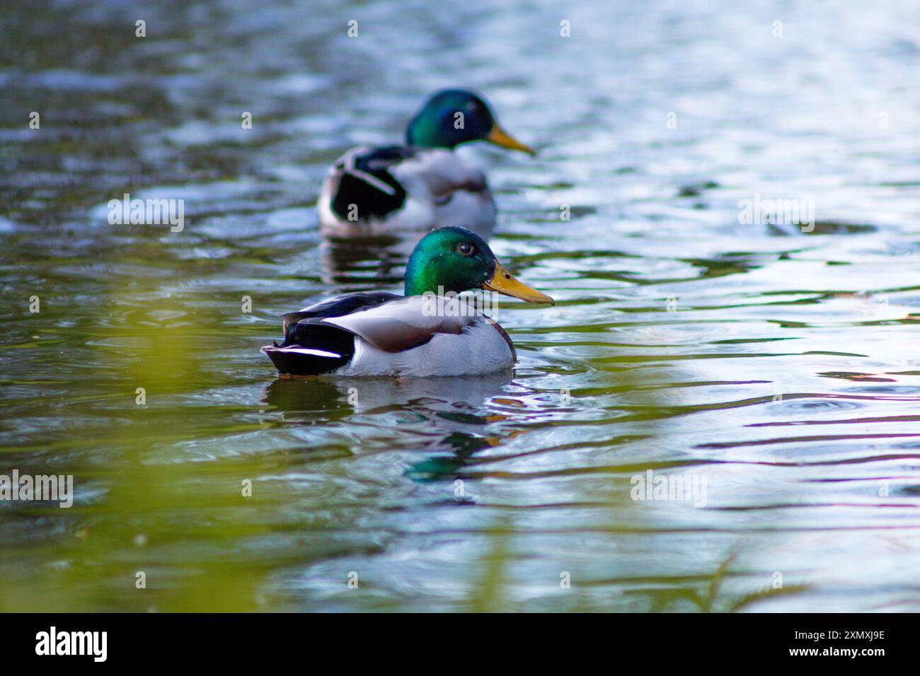 photo of 2 male ducks swimming Stock Photo - Alamy