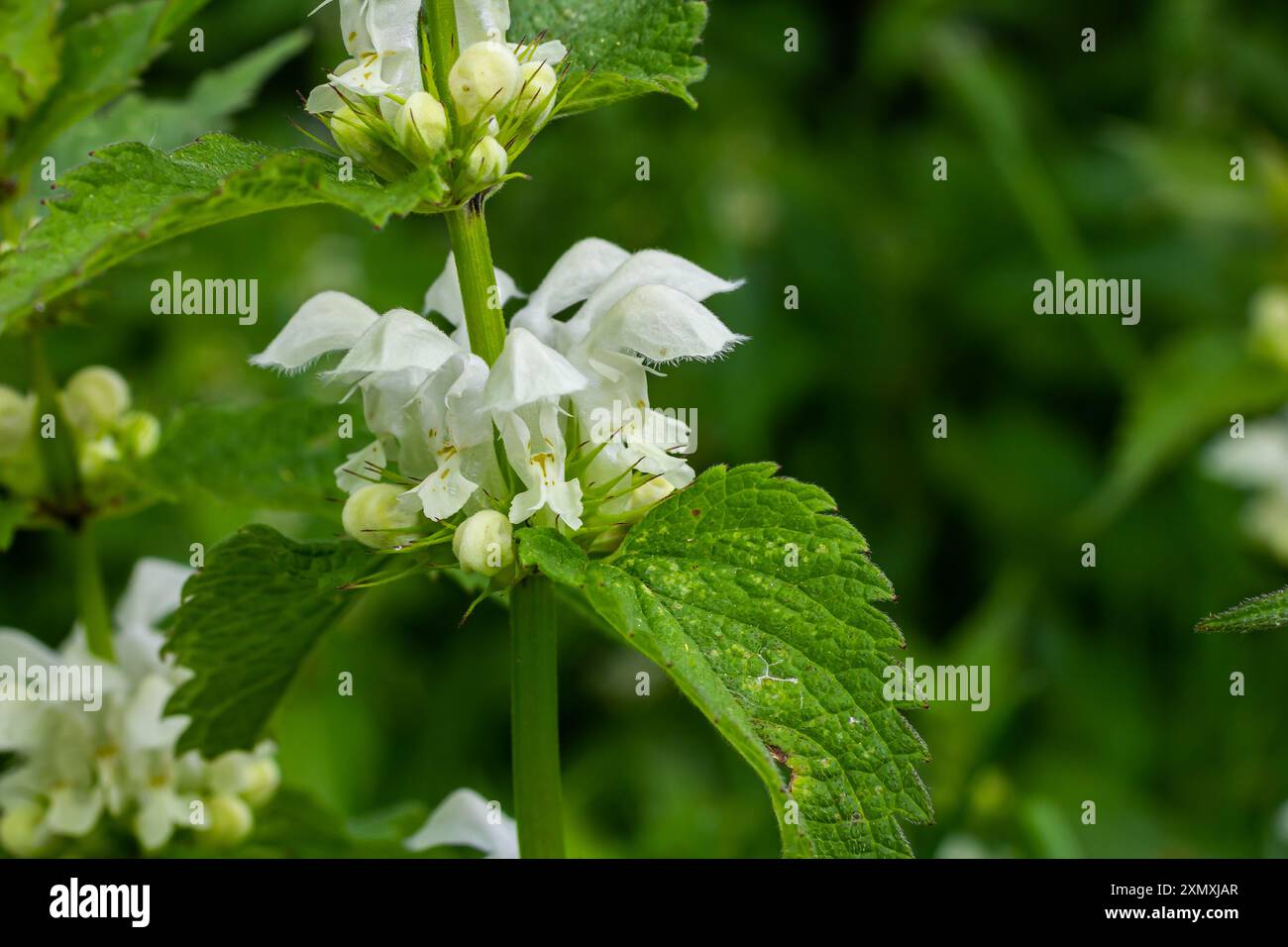 The blossoming dead nettle in sunny day a close up. Lamium album ...