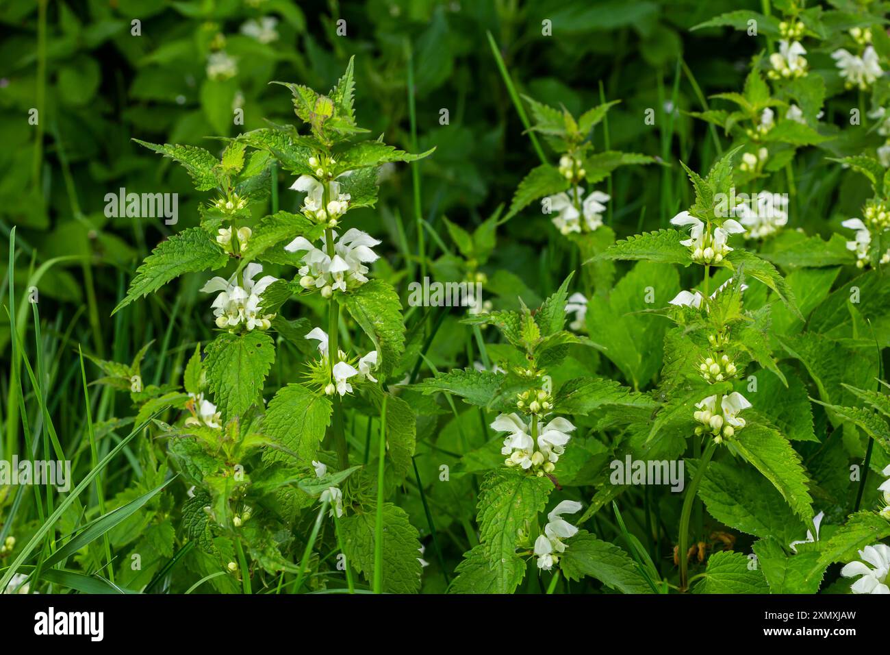 The blossoming dead nettle in sunny day a close up. Lamium album ...