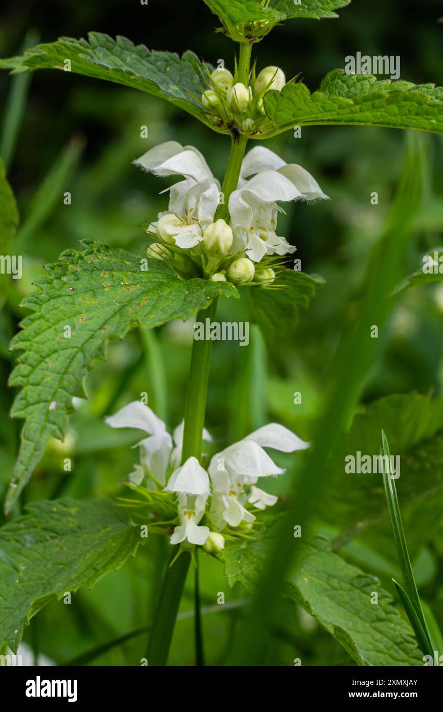 The blossoming dead nettle in sunny day a close up. Lamium album ...