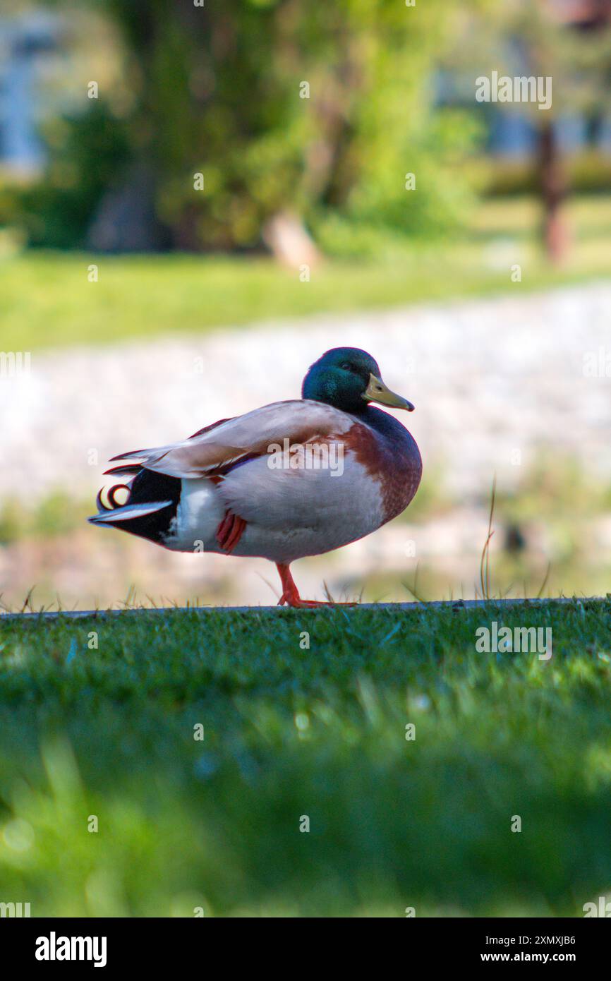 Female mallard duck standing on one leg hi-res stock photography and ...