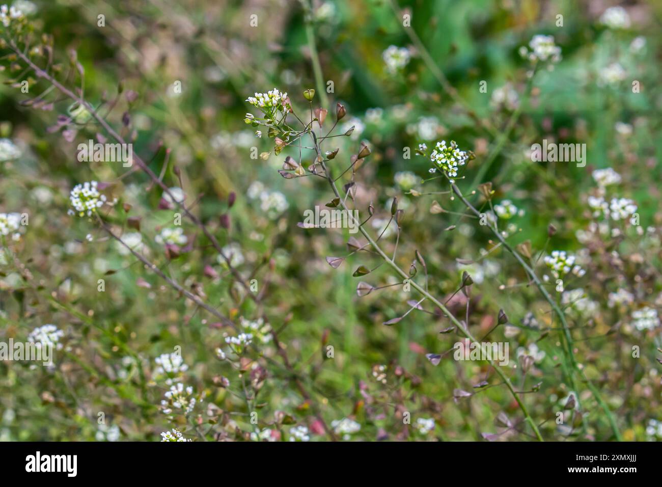 Capsella bursa-pastoris, known as shepherd's bag. Widespread and common ...