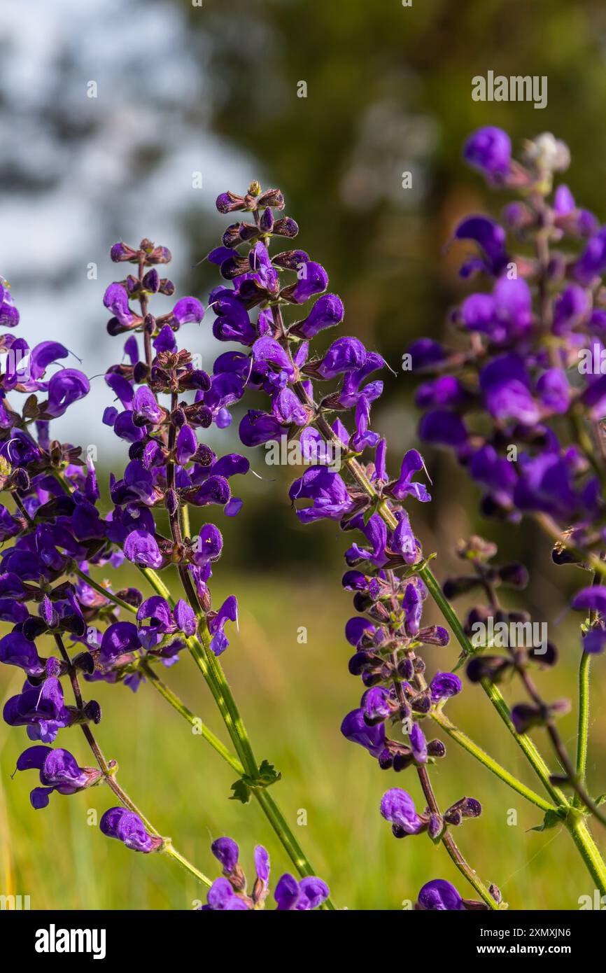 Plant native to europe and western asia hi-res stock photography and ...