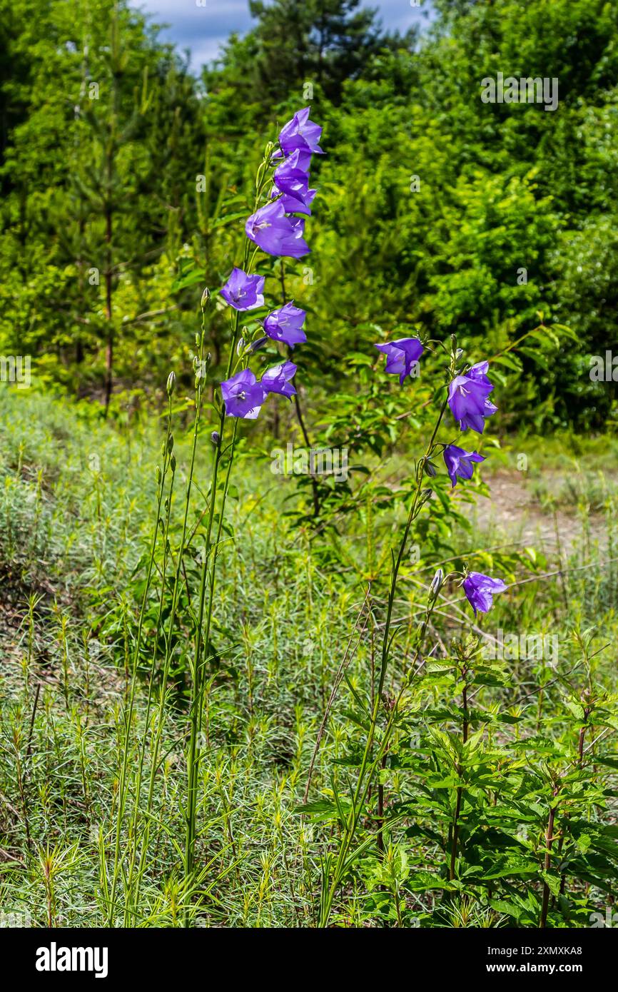 Photo of Campanula latifolia flower, broad-leaved bellflower, urple ...