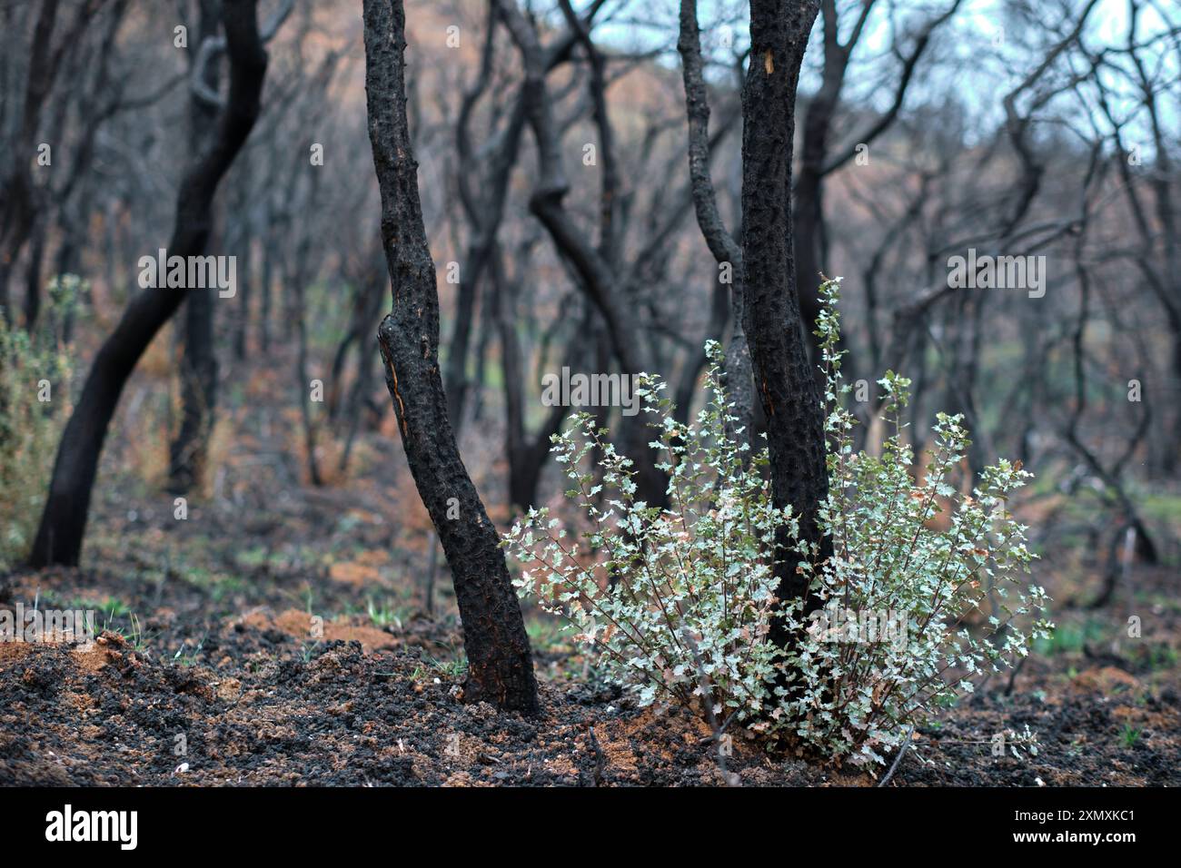 Burnt forest with charred trees and new plant growth, symbolizing ...