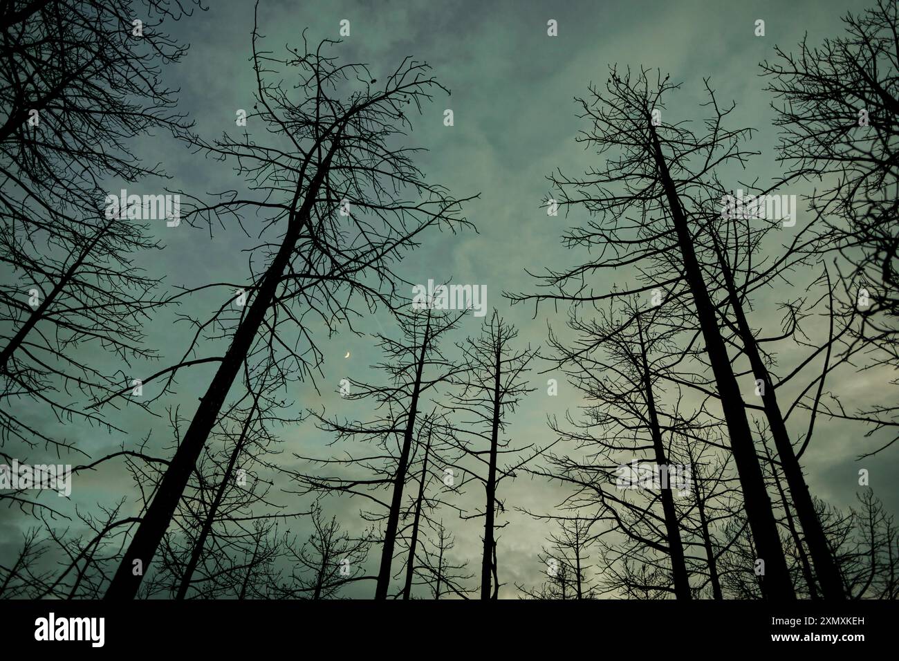 A forest of charred trees stands tall against a dusky sky in Legarda ...