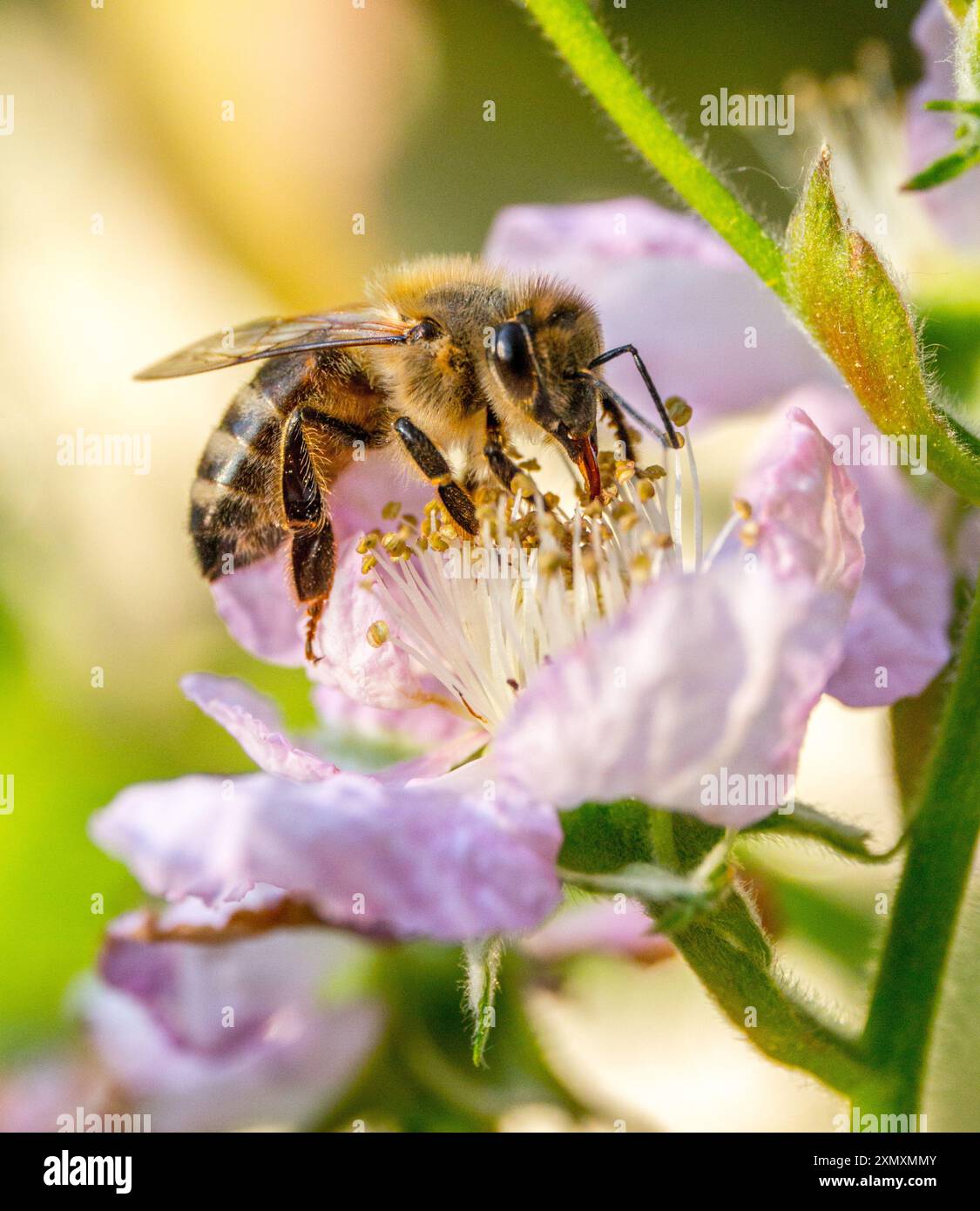 bee feeding on nectar from a flower Stock Photo - Alamy