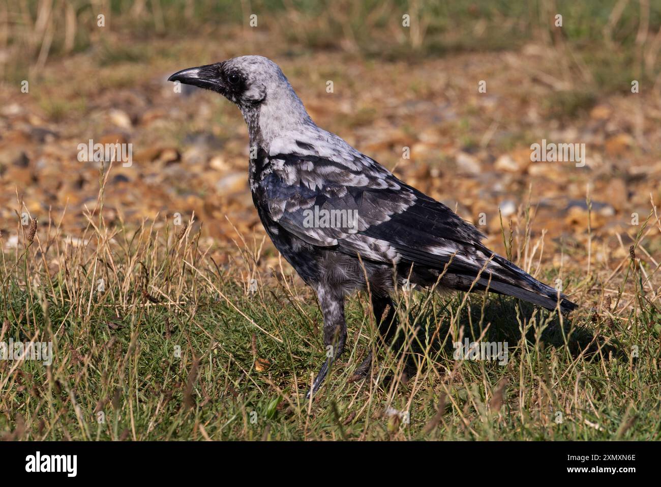 Carrion Crow (Corvus corone) pale ash coloured leucistic juvenile ...