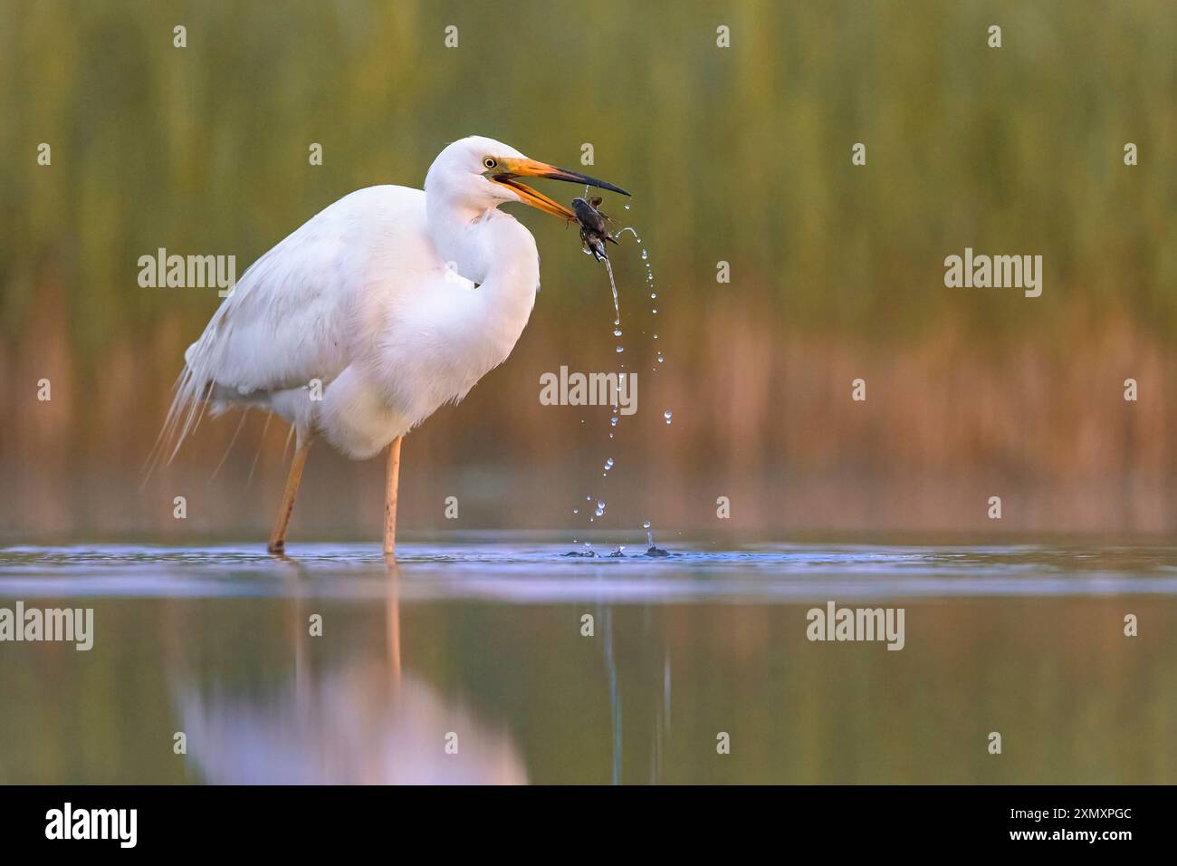 Eats crayfish heron hi-res stock photography and images - Alamy