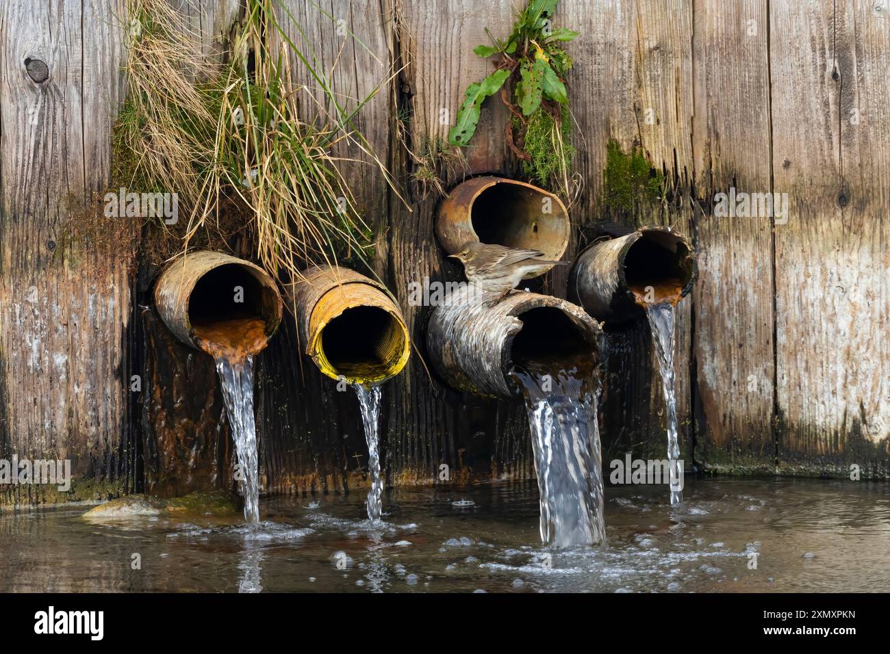 water pipit (Anthus spinoletta), sitting on a water pipe, Netherlands ...