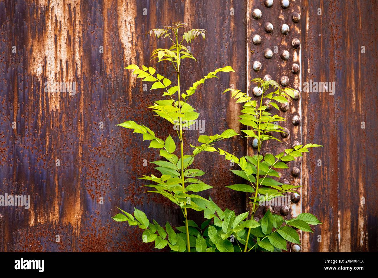 common ash, European ash (Fraxinus excelsior), green plant in front of ...