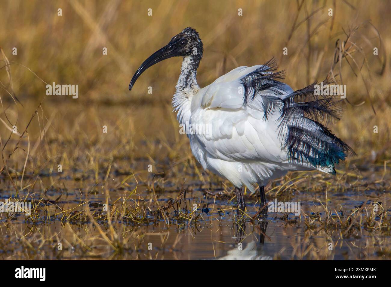 Sacred Ibis, African sacred ibis (Threskiornis aethiopicus), standing ...