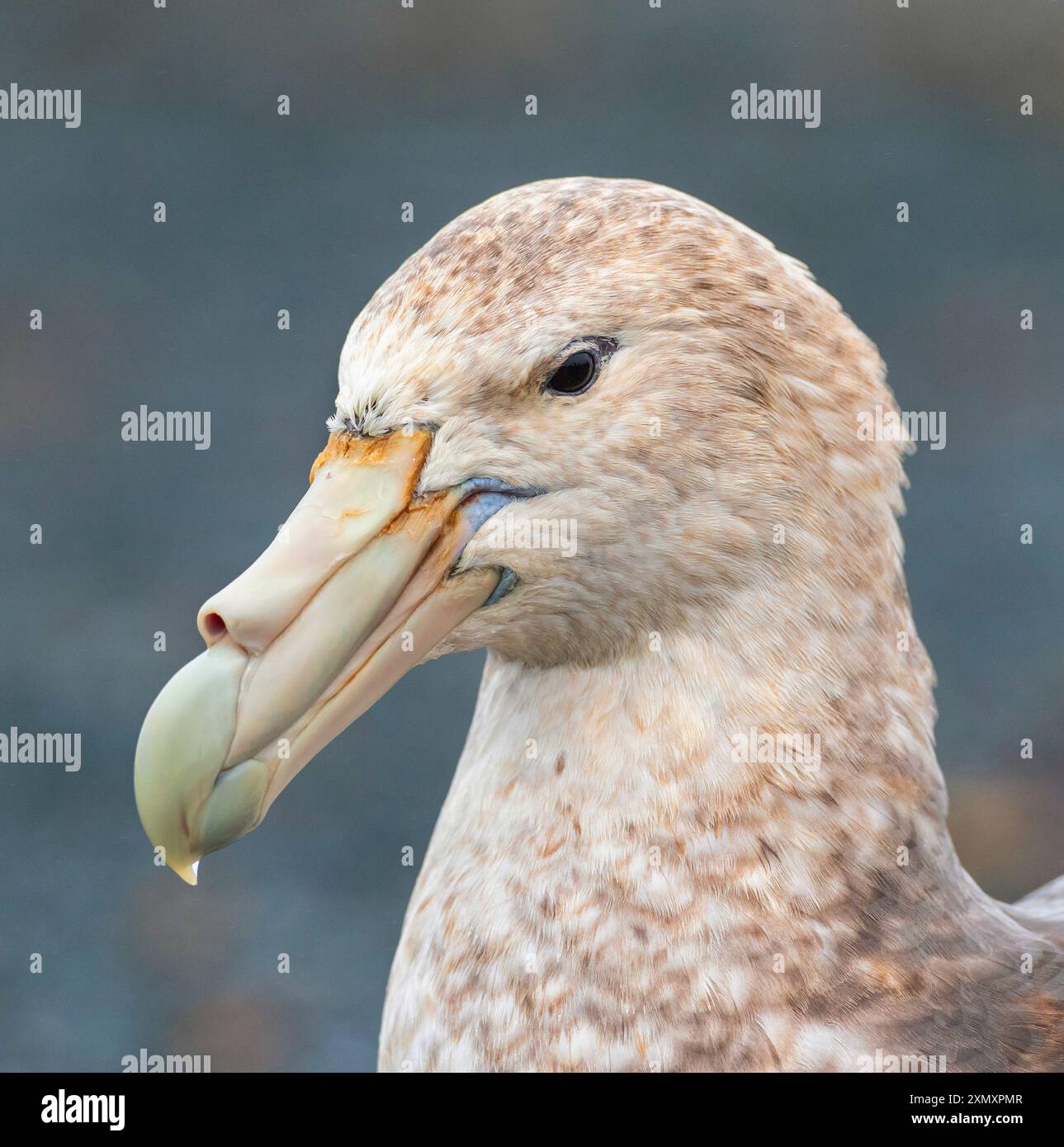 Southern giant petrel, giant petrel (Macronectes giganteus), Buckles ...