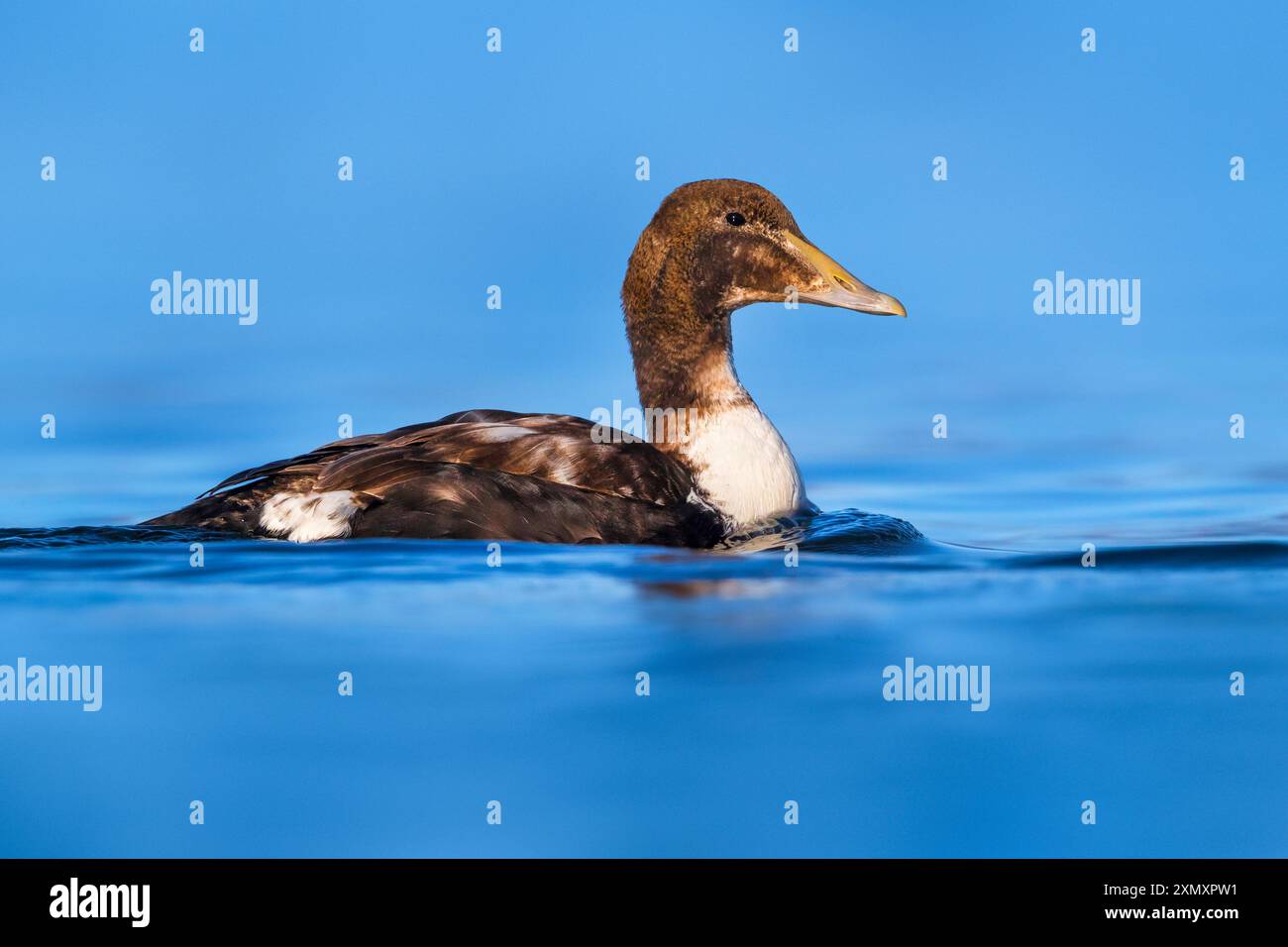 Common eider, Cuddy's duck, St. Cuthbert's duck (Somateria mollissima ...