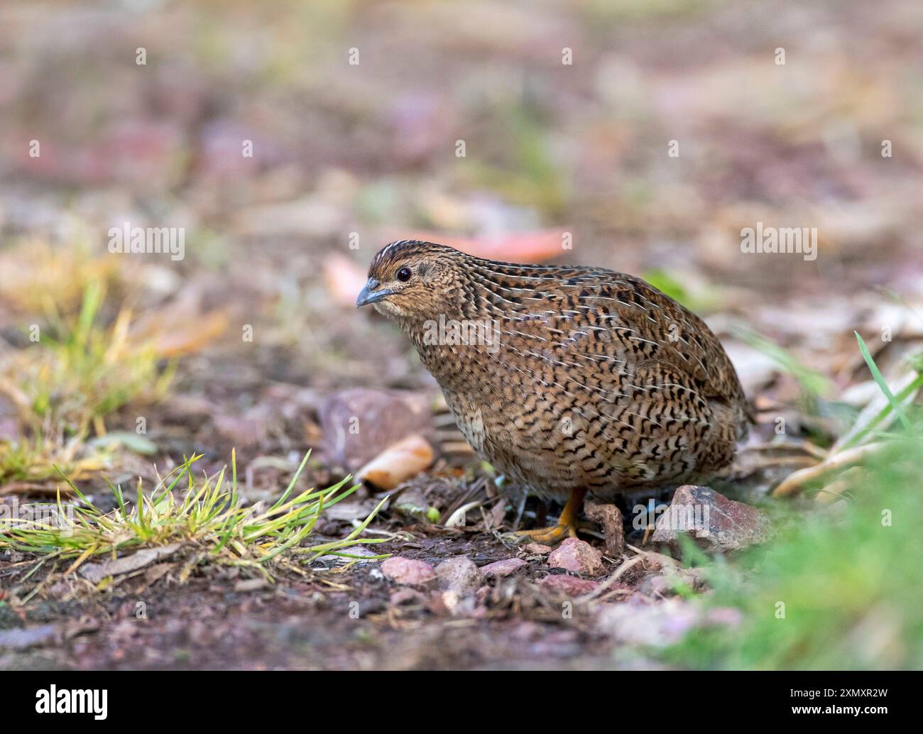 Tasmanian brown quail, Brown quail, Swamp quail, Silver quail ...