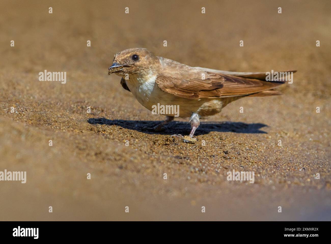 crag martin, Eurasian crag martin (Ptyonoprogne rupestris, Hirundo ...