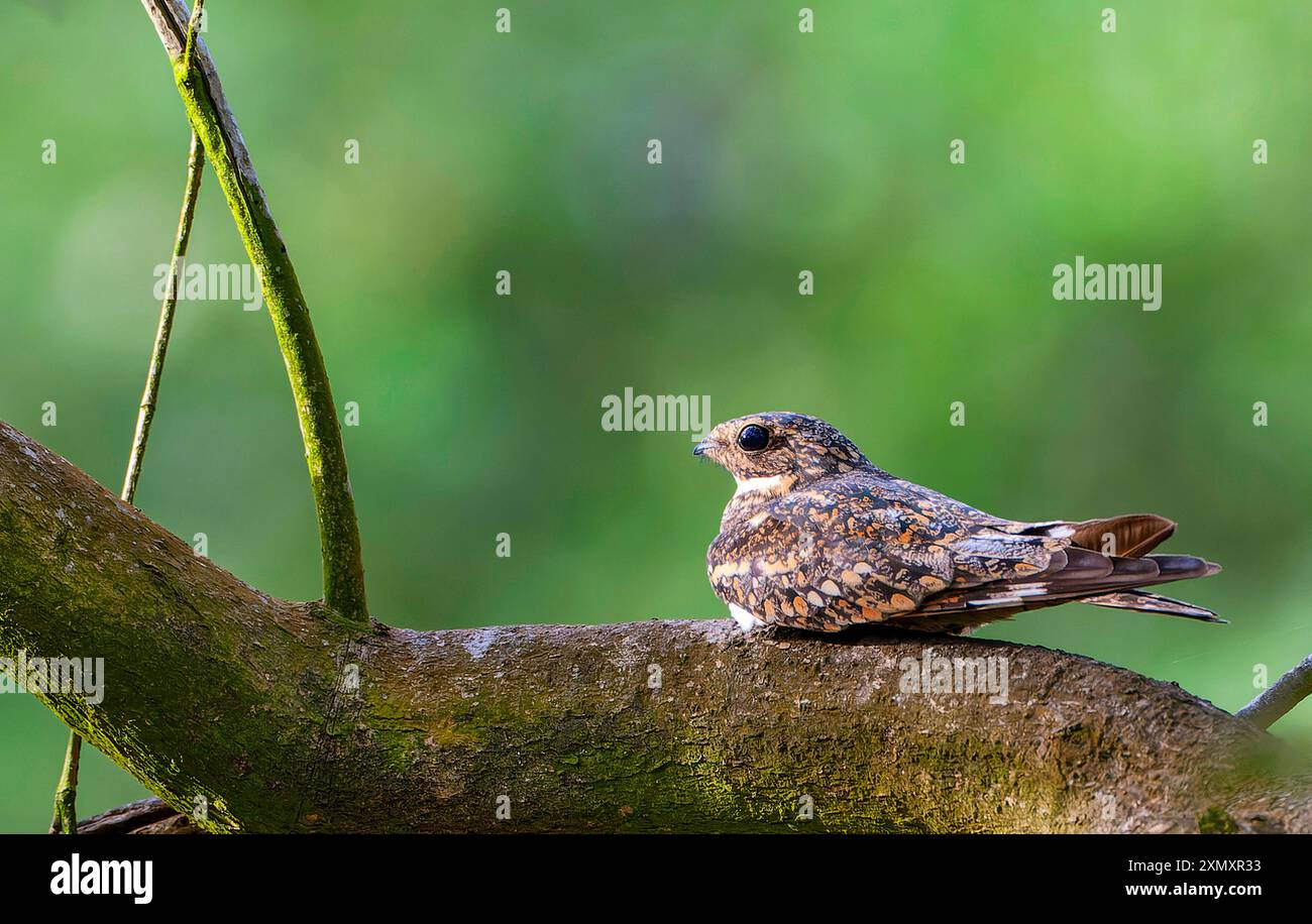 lesser nighthawk (Chordeiles acutipennis), resting on a branch ...