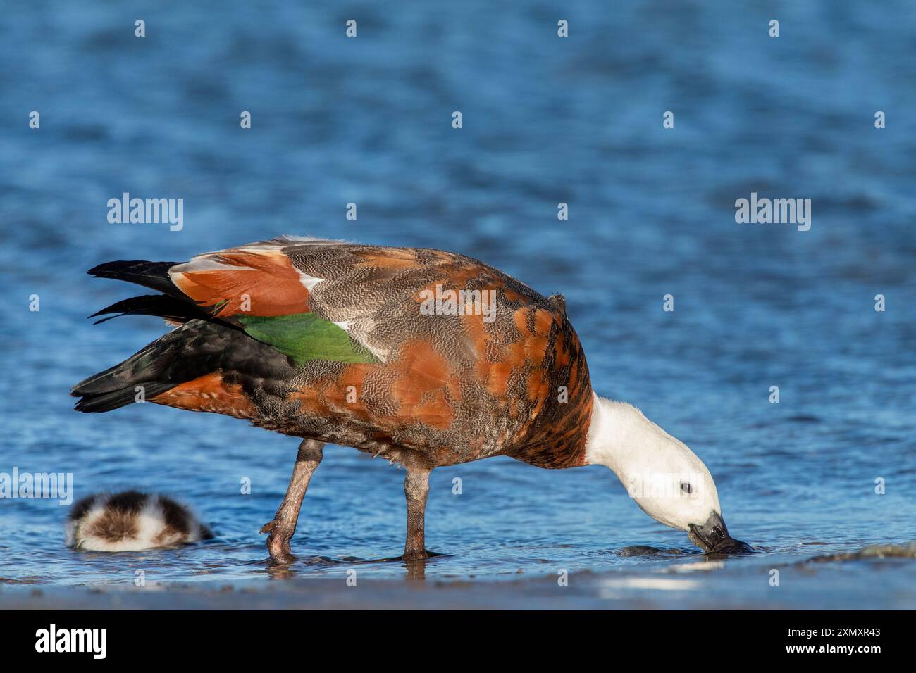 paradise shelduck (Tadorna variegata), male walks on the beach ...