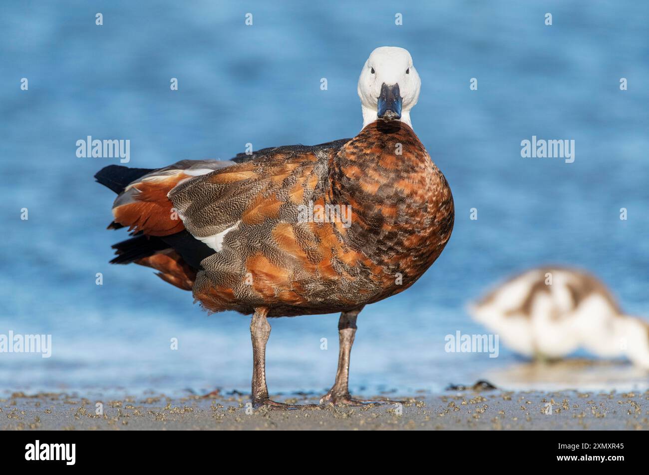 paradise shelduck (Tadorna variegata), male standing on the beach ...