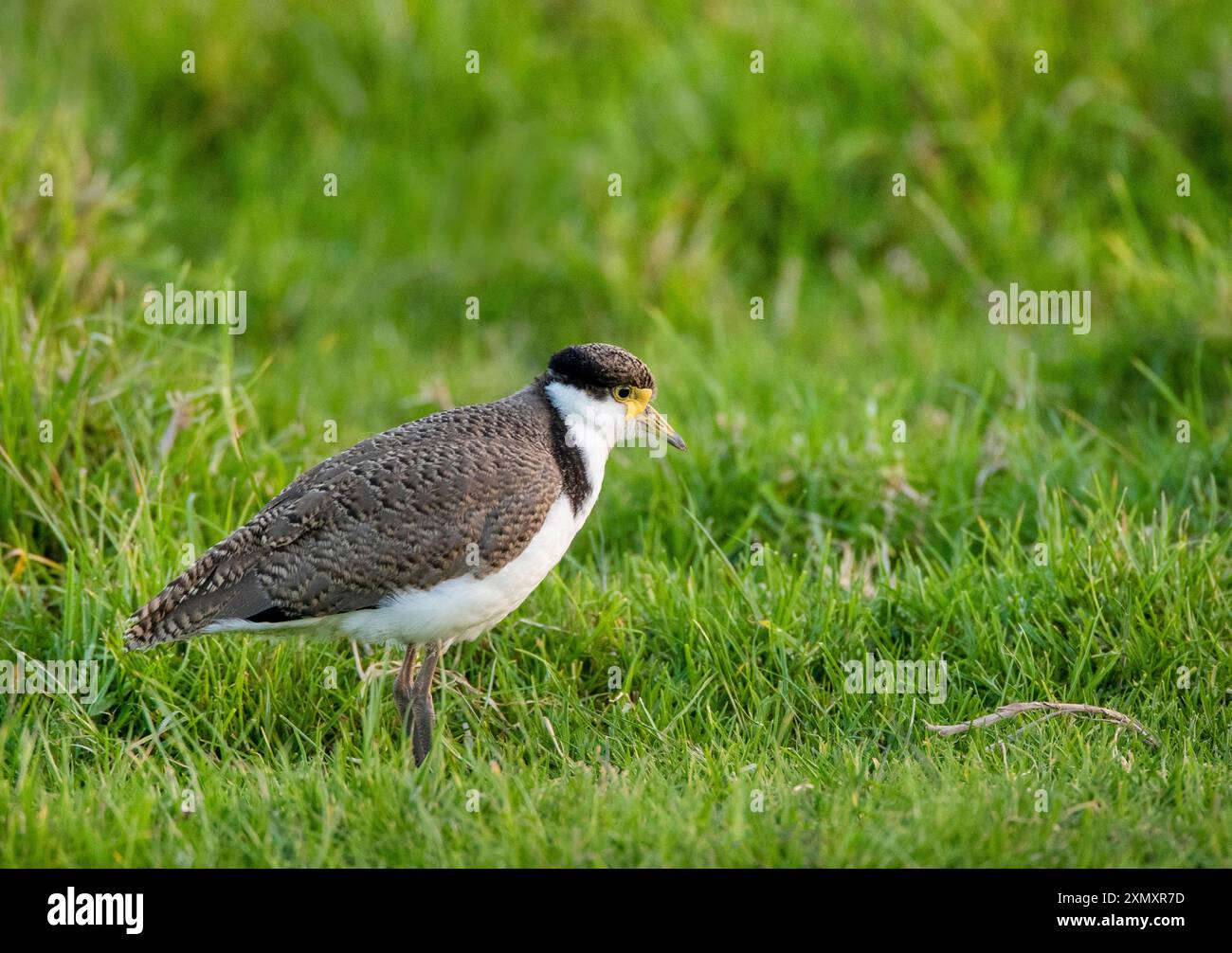 Australian masked plovers hi-res stock photography and images - Alamy