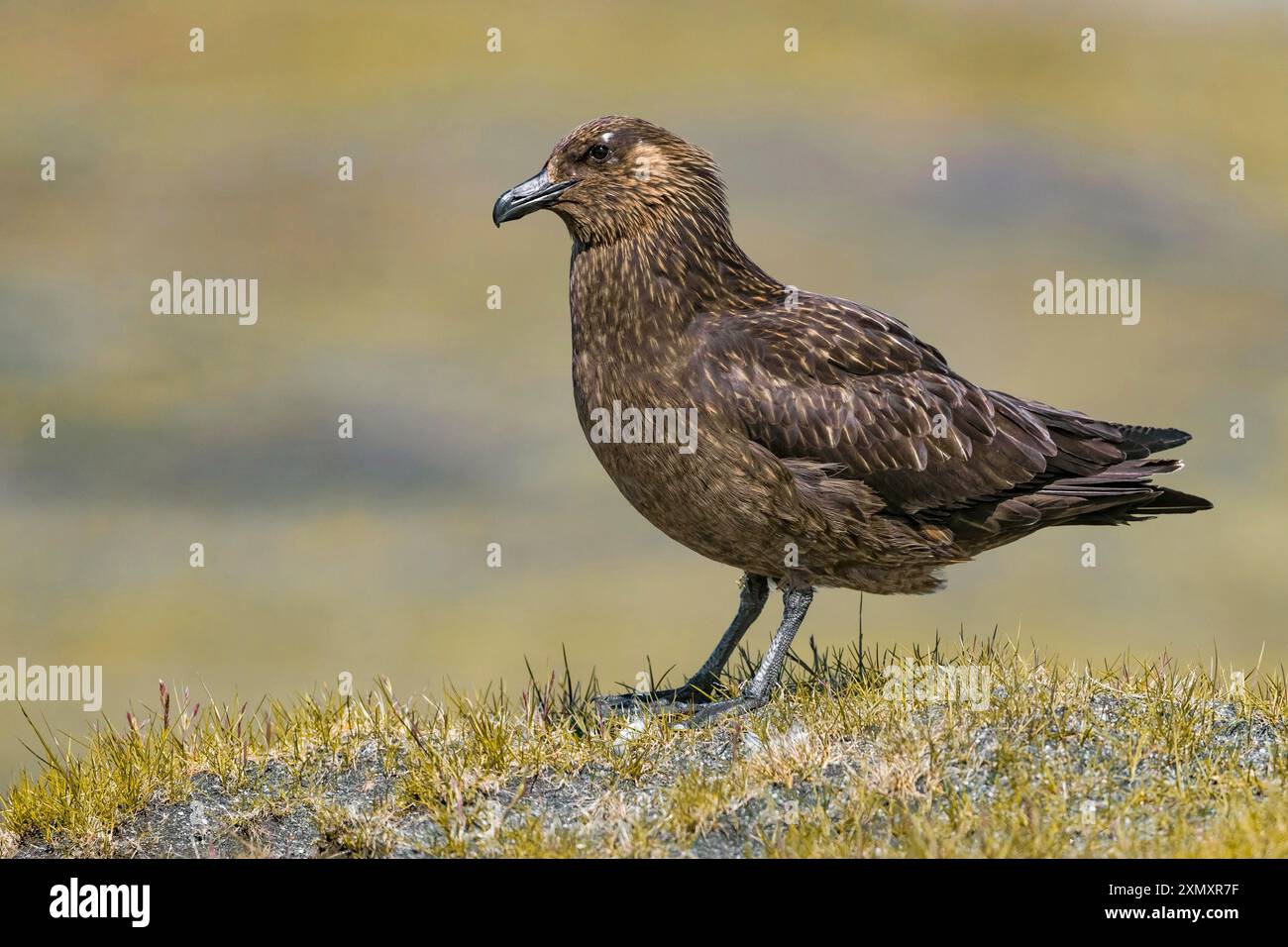 Great skua (Stercorarius skua, Catharacta skua), standing in a meadow ...