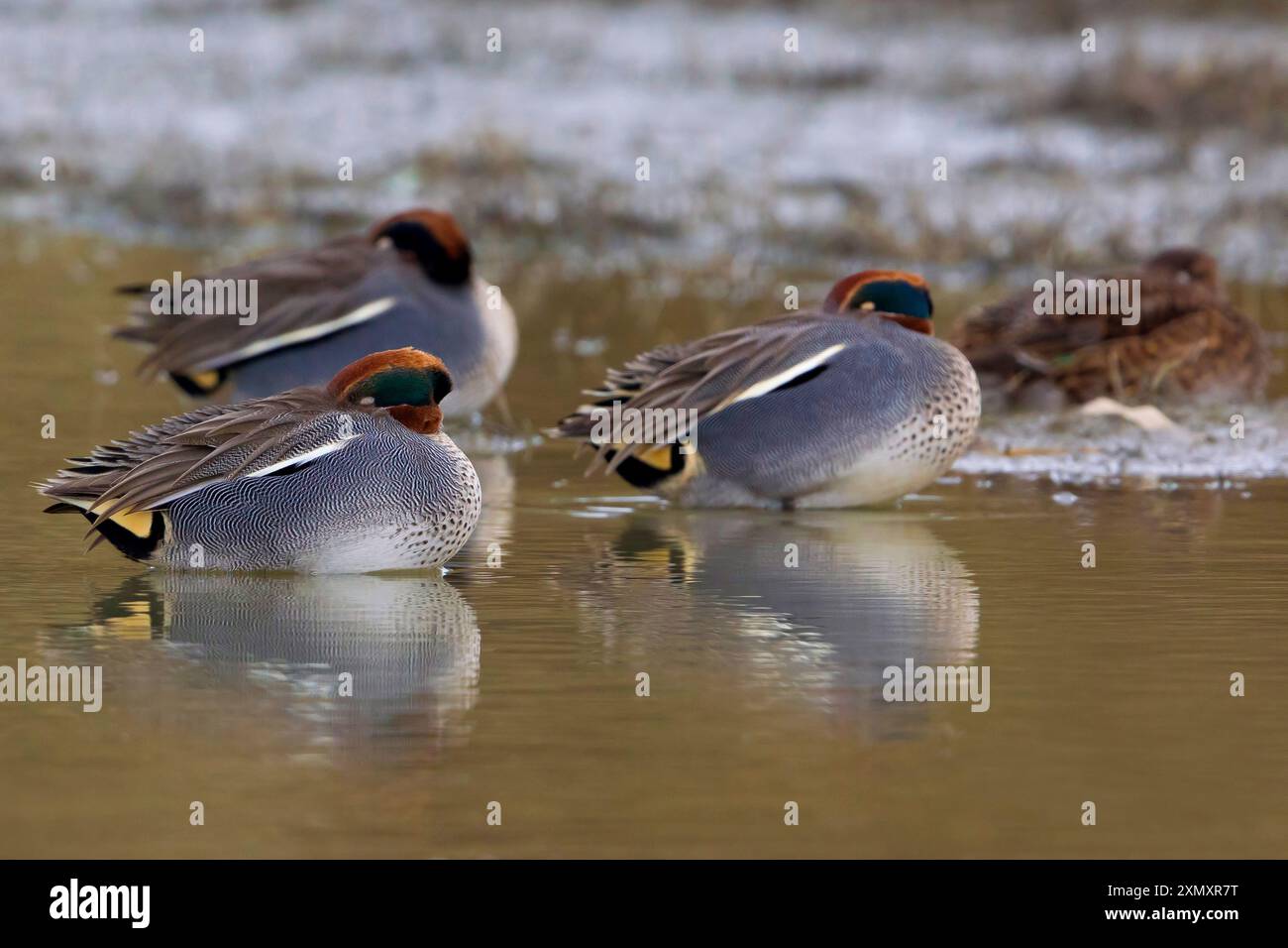 Green-winged teal, Common teal (Anas crecca), three drakes perching in ...