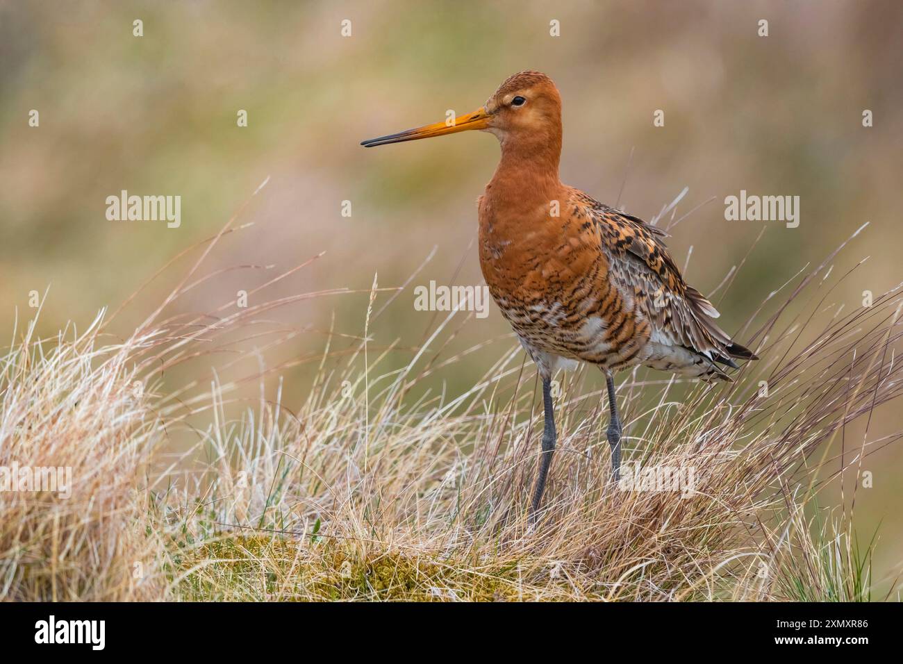 Islandic black-tailed godwit (Limosa limosa islandica, Limosa islandica ...