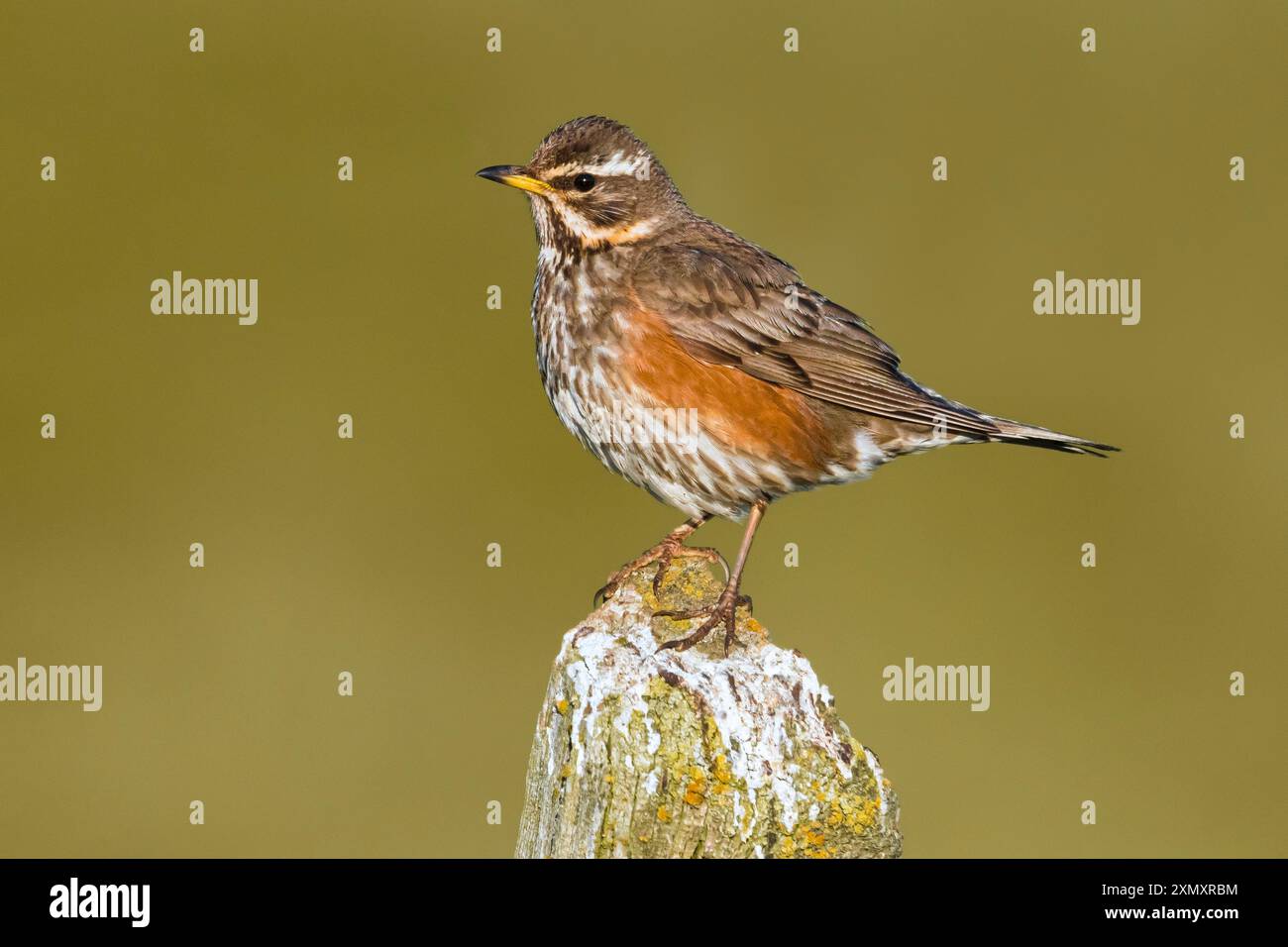 Islandic redwing (Turdus iliacus coburni, Turdus coburni), perching on ...