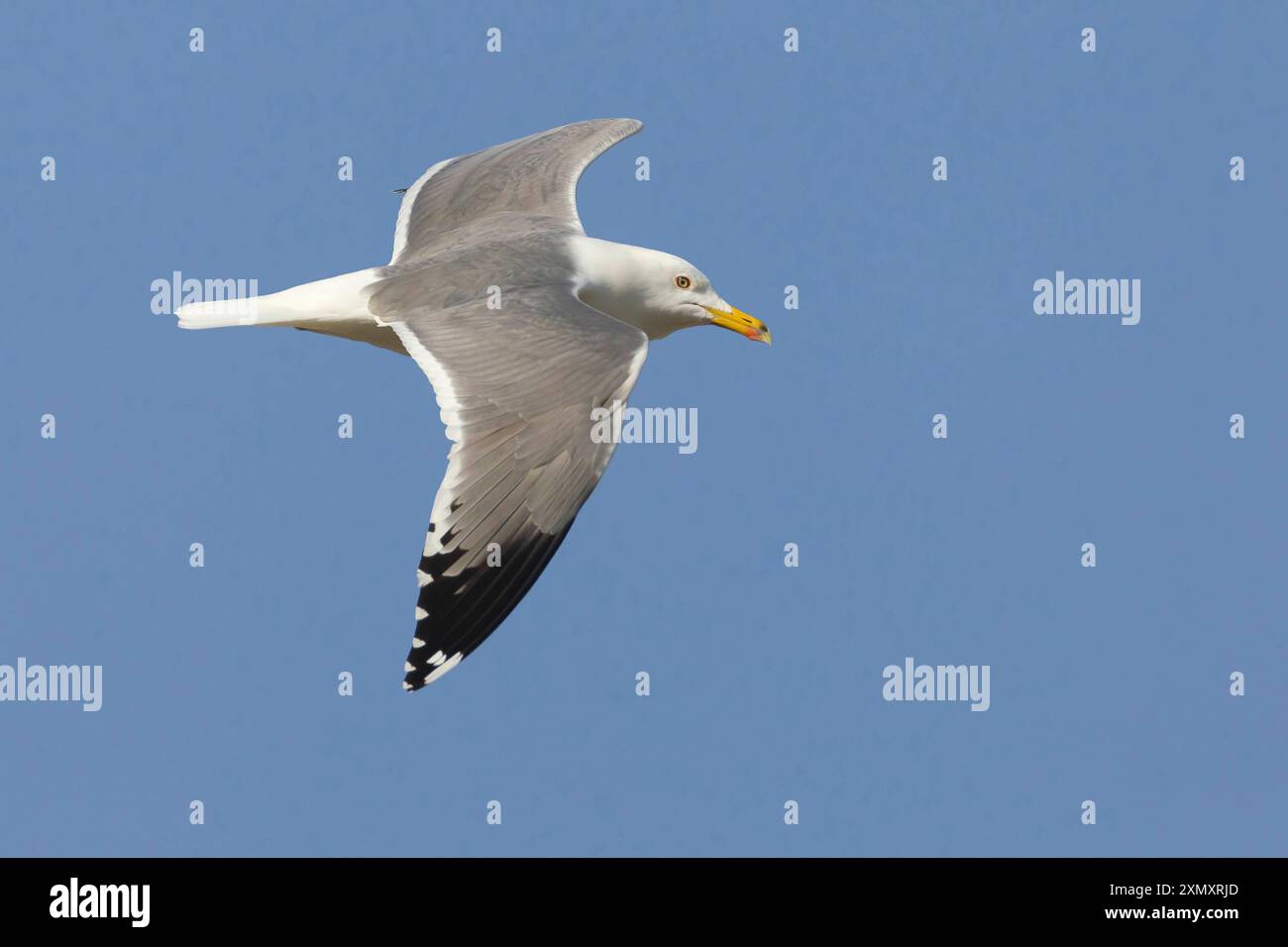 Baraba Gull, Caspian gull (Larus cachinnans barabensis, Larus ...