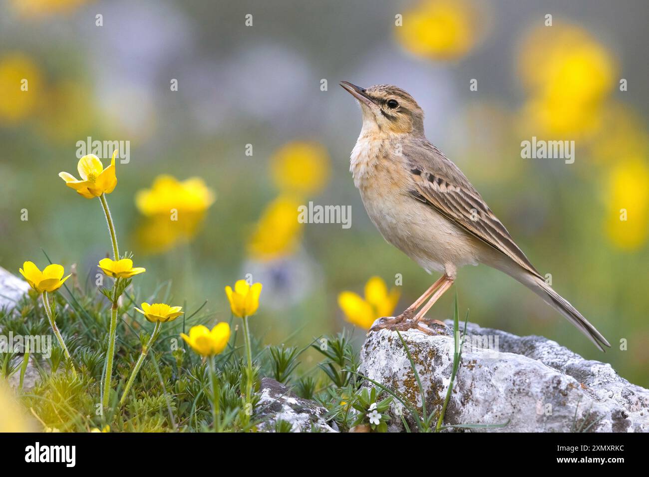 Tawny pitpit (Anthus campestris), male sits on a rock between ...