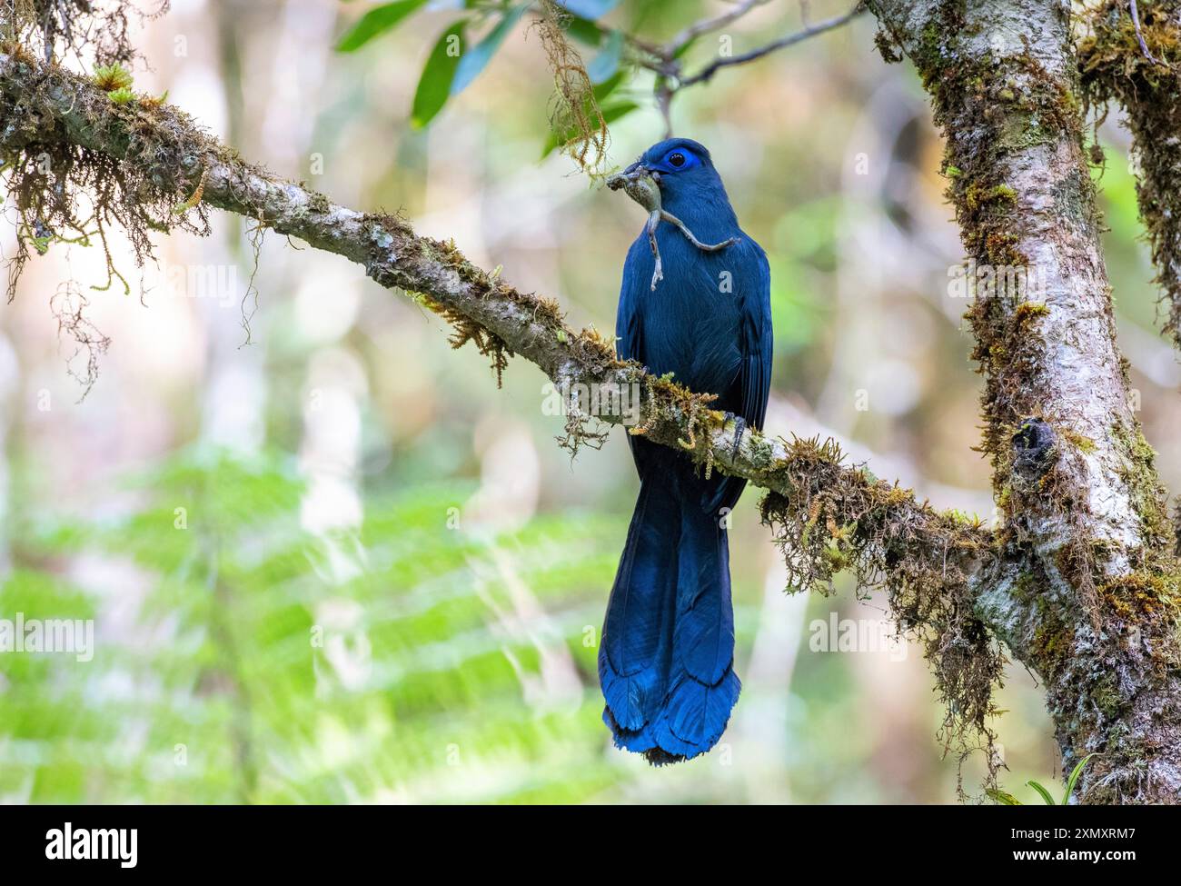 Blue madagascar coucals hi-res stock photography and images - Alamy