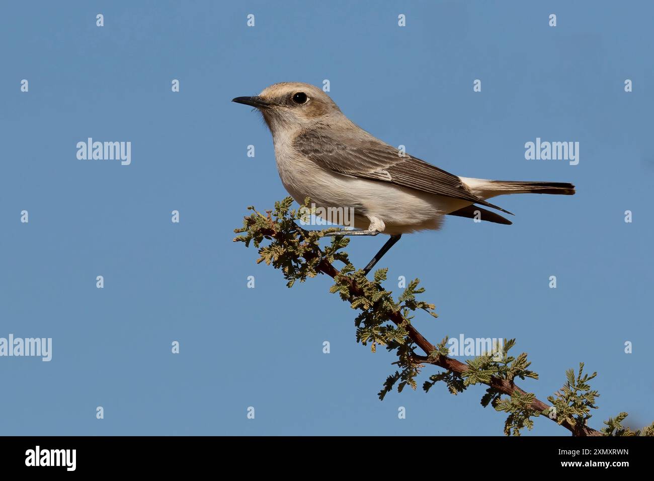 Western Mourning Wheatear (Oenanthe halophila), adult female sitting on ...