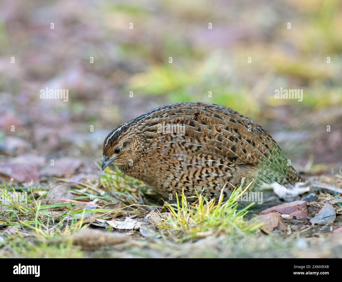 Tasmanian brown quail, Brown quail, Swamp quail, Silver quail ...