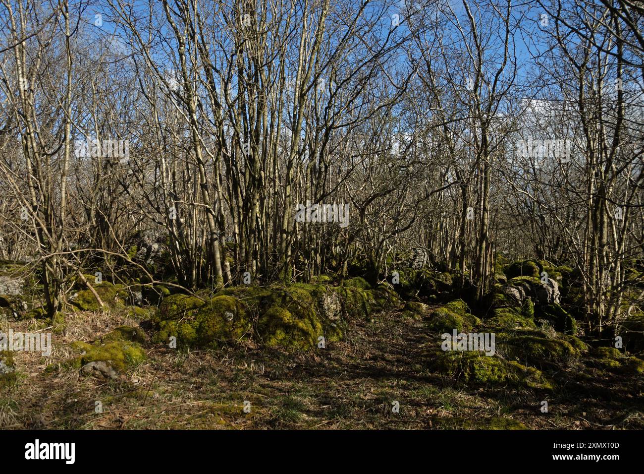Trees and shrubs the summit plateau Hutton Roof Crags near Burton in ...