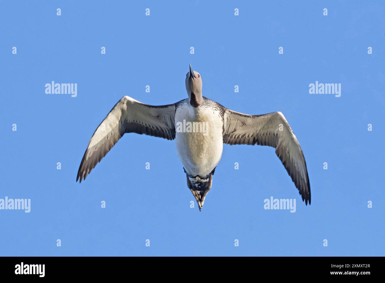 Loon volando hi-res stock photography and images - Alamy