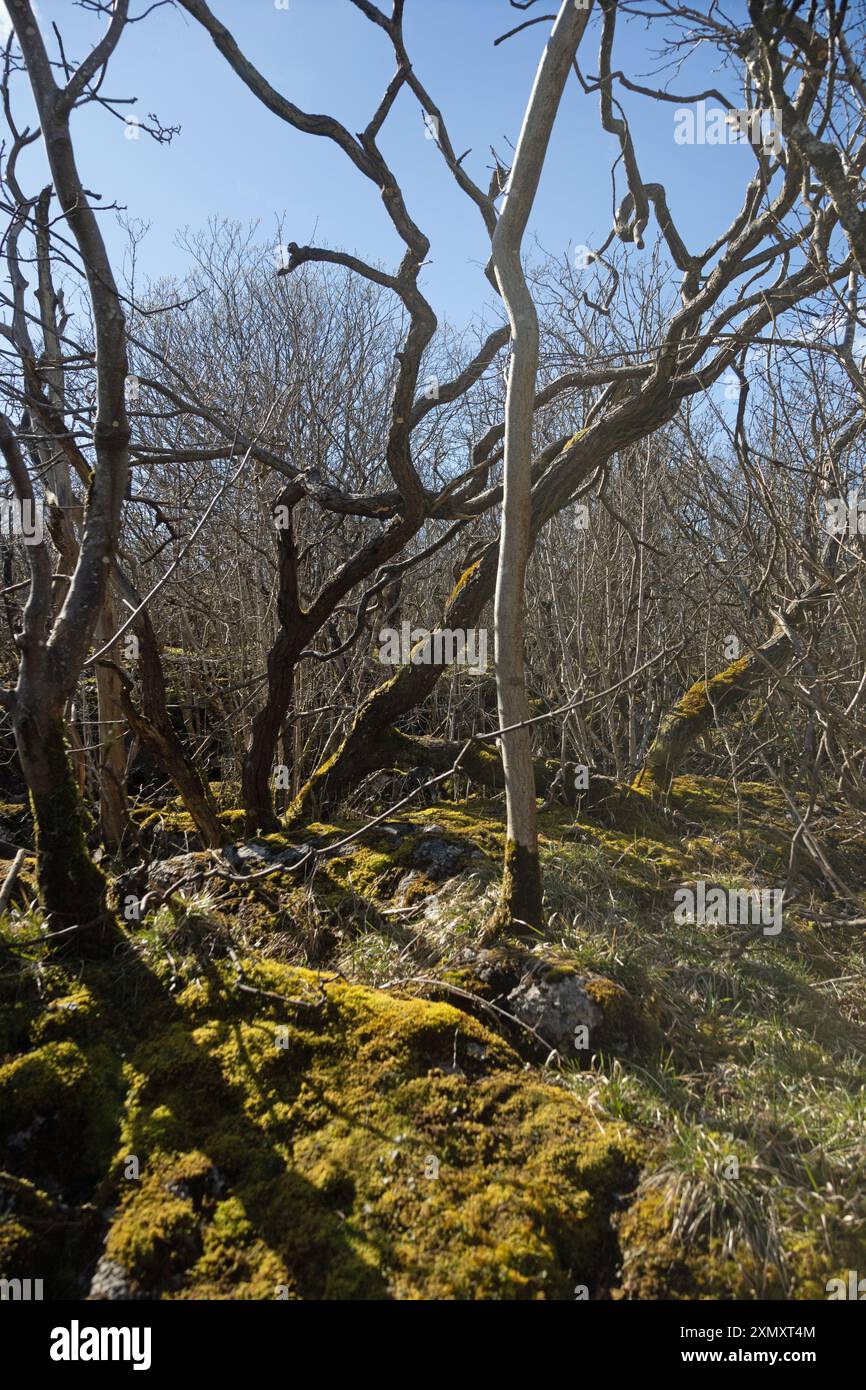 Trees and shrubs the summit plateau Hutton Roof Crags near Burton in ...