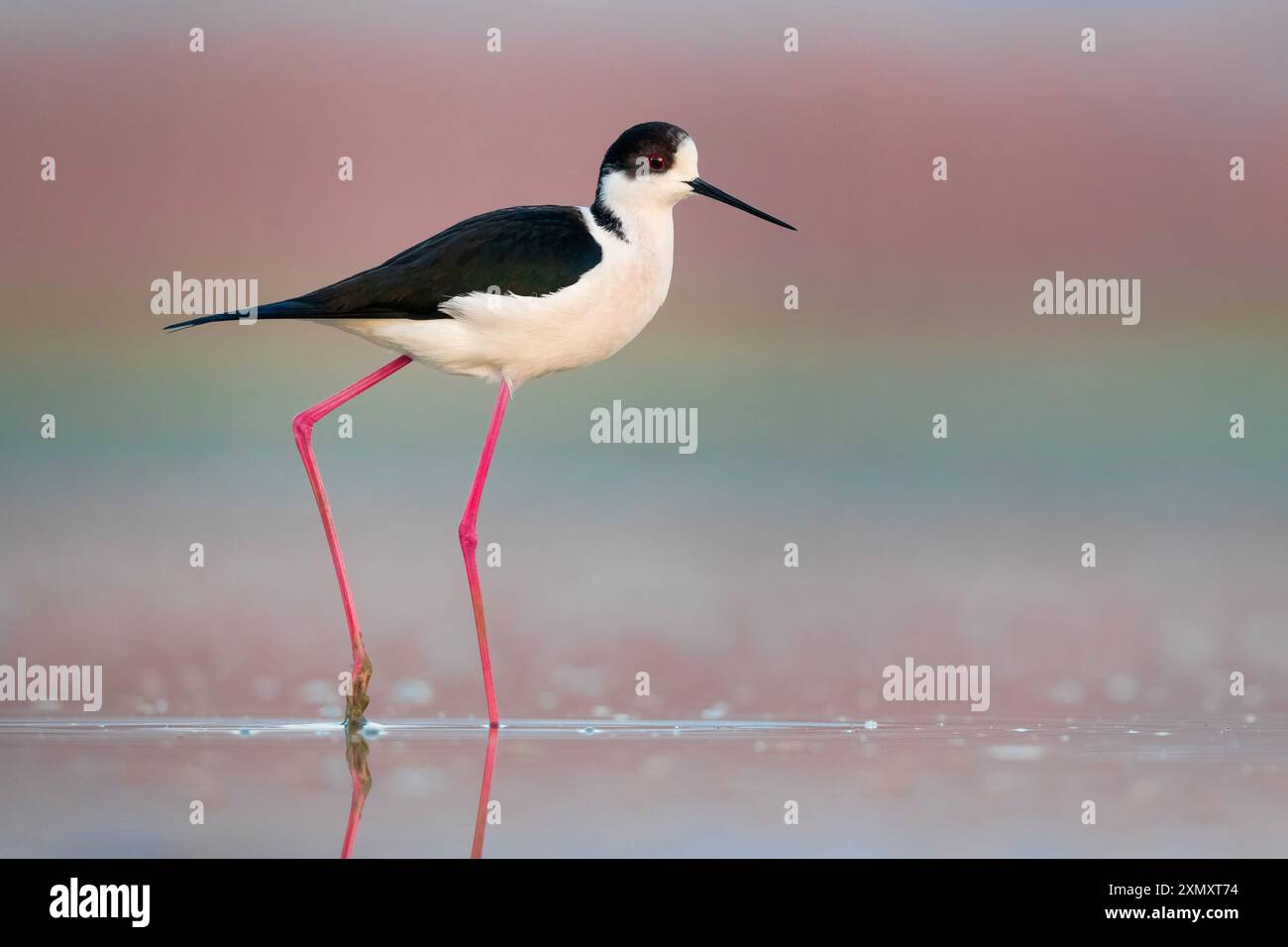 black-winged stilt (Himantopus himantopus), wading in shallow pool ...