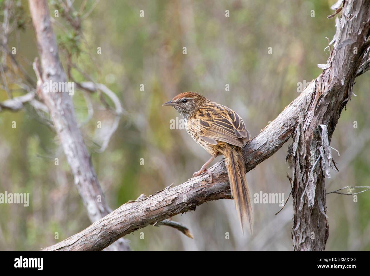 South island fernbirds hi-res stock photography and images - Alamy