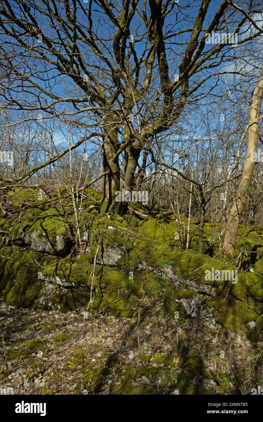 Trees and shrubs the summit plateau Hutton Roof Crags near Burton in ...