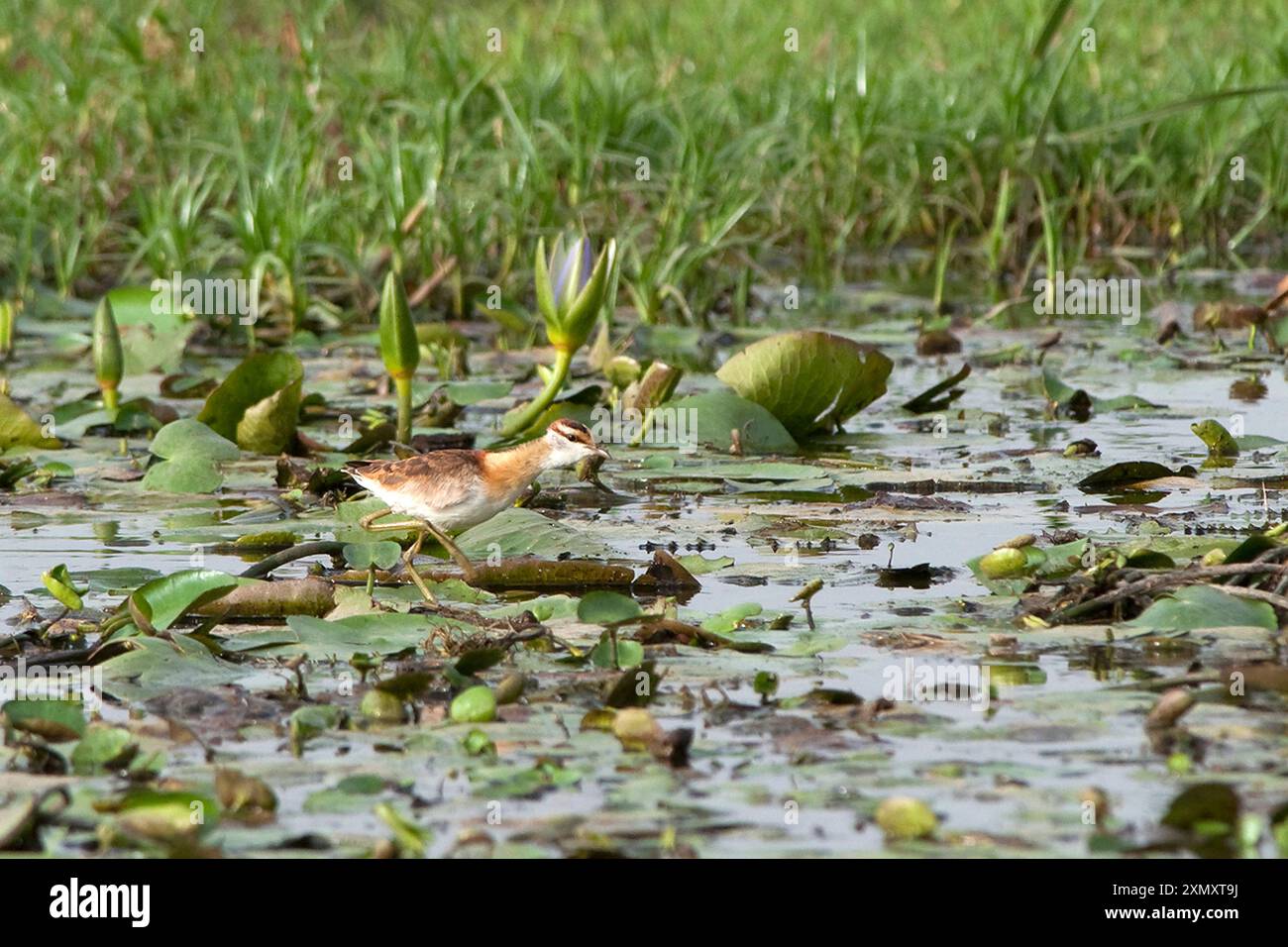 Smaller jacana, Lesser Jacana (Microparra capensis), walking over ...
