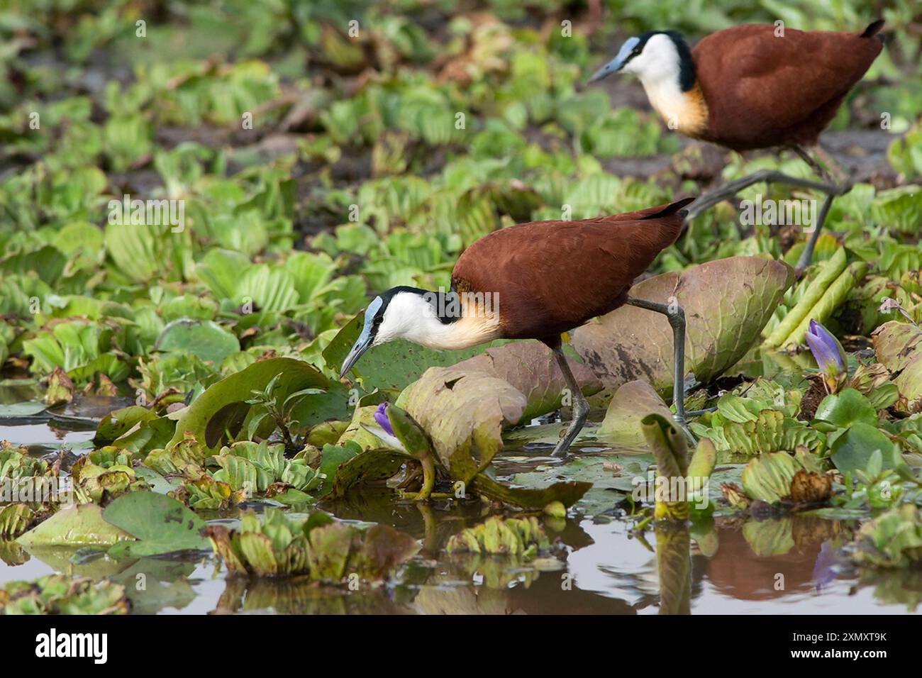 African jacana (Actophilornis africanus), two jacanas look for food on ...