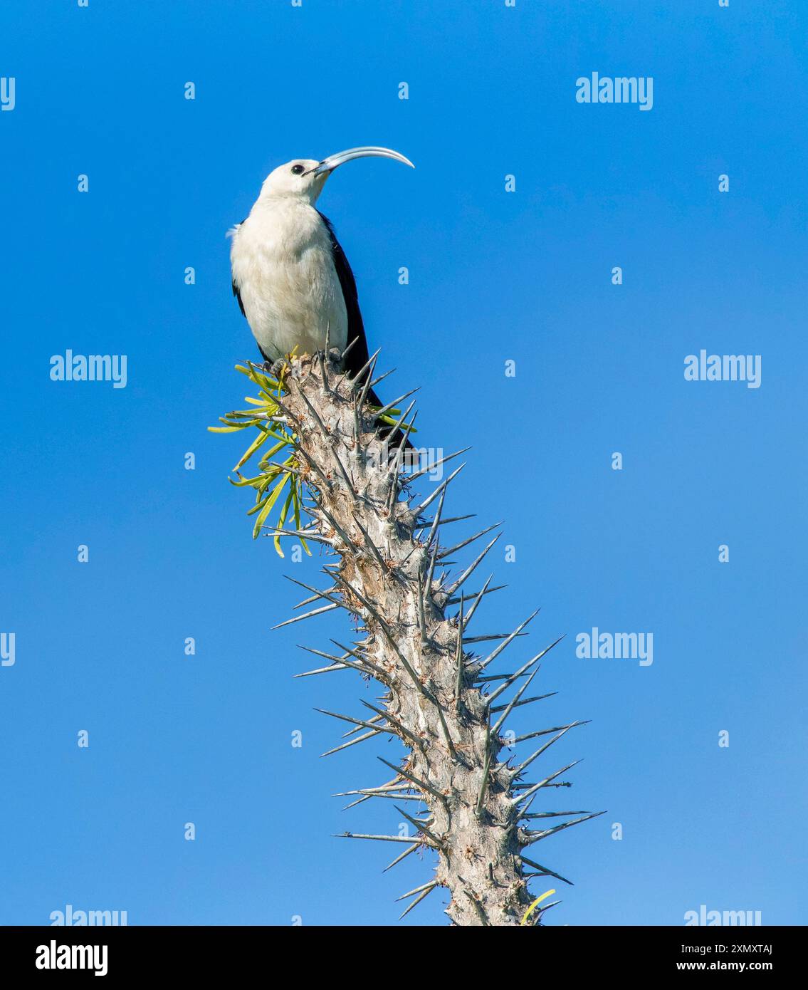 Sicklebill, Sickle-billed vanga (Falculea palliata), sits on a prickly ...