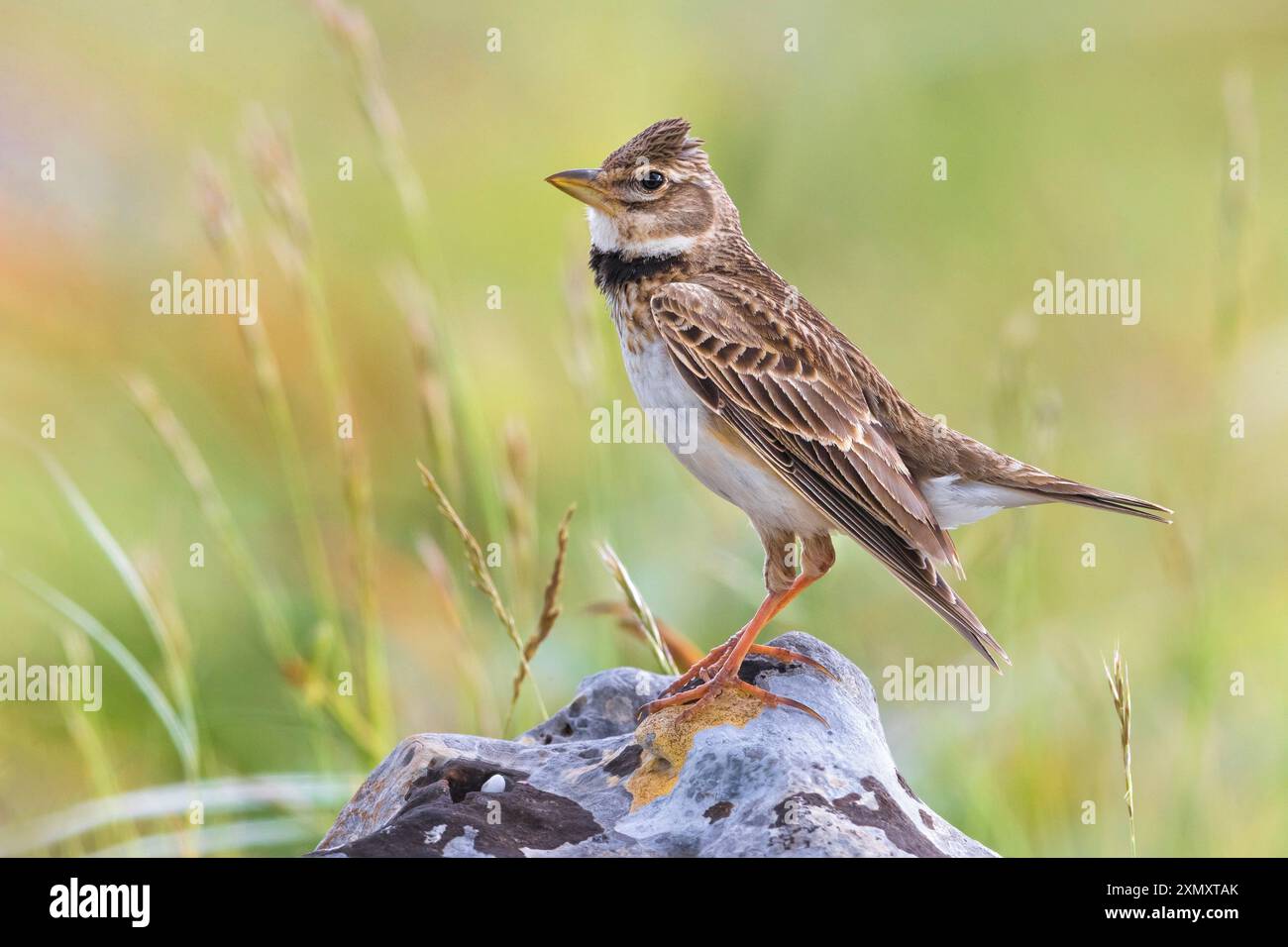 Calandra lark, European Calandra-lark (Melanocorypha calandra), sitting ...