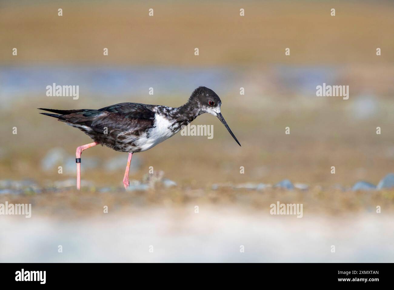 New Zealand stilt (Himantopus novaezelandiae), Immature wading in river ...