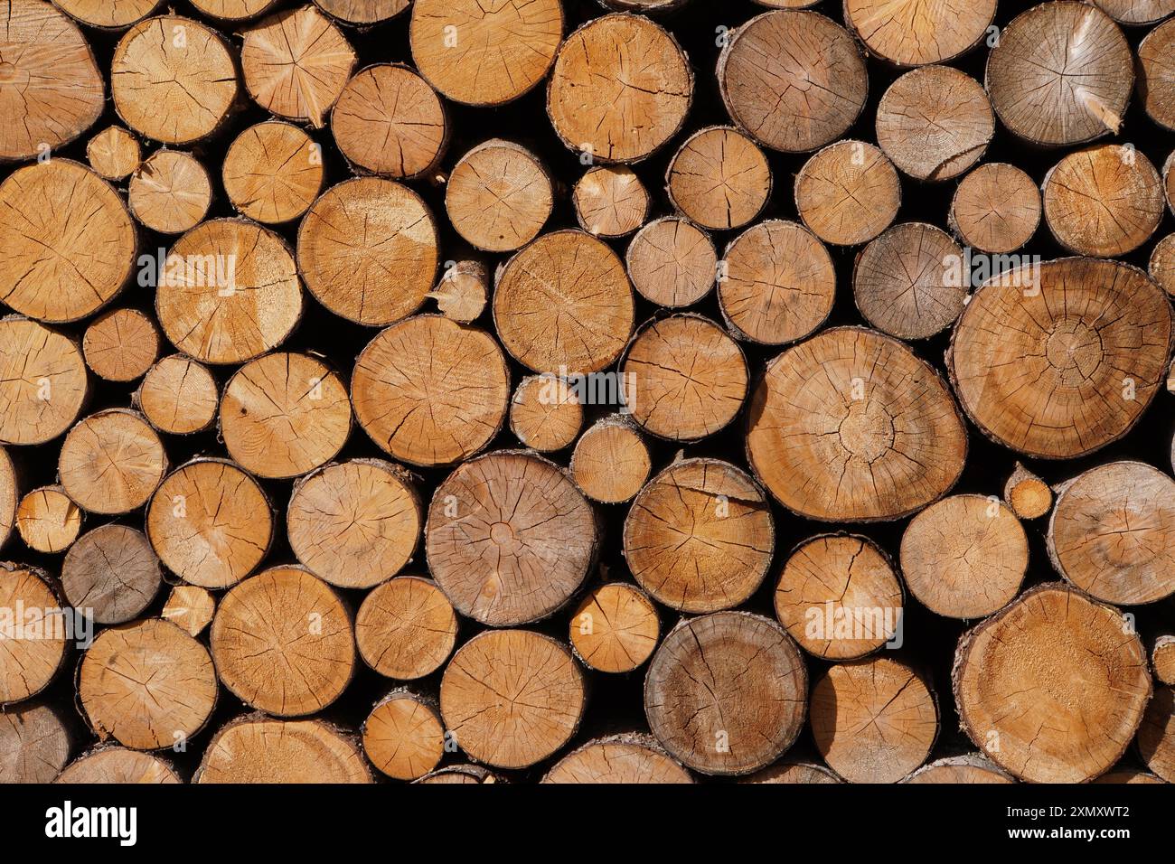 Tree log slices hi-res stock photography and images - Alamy