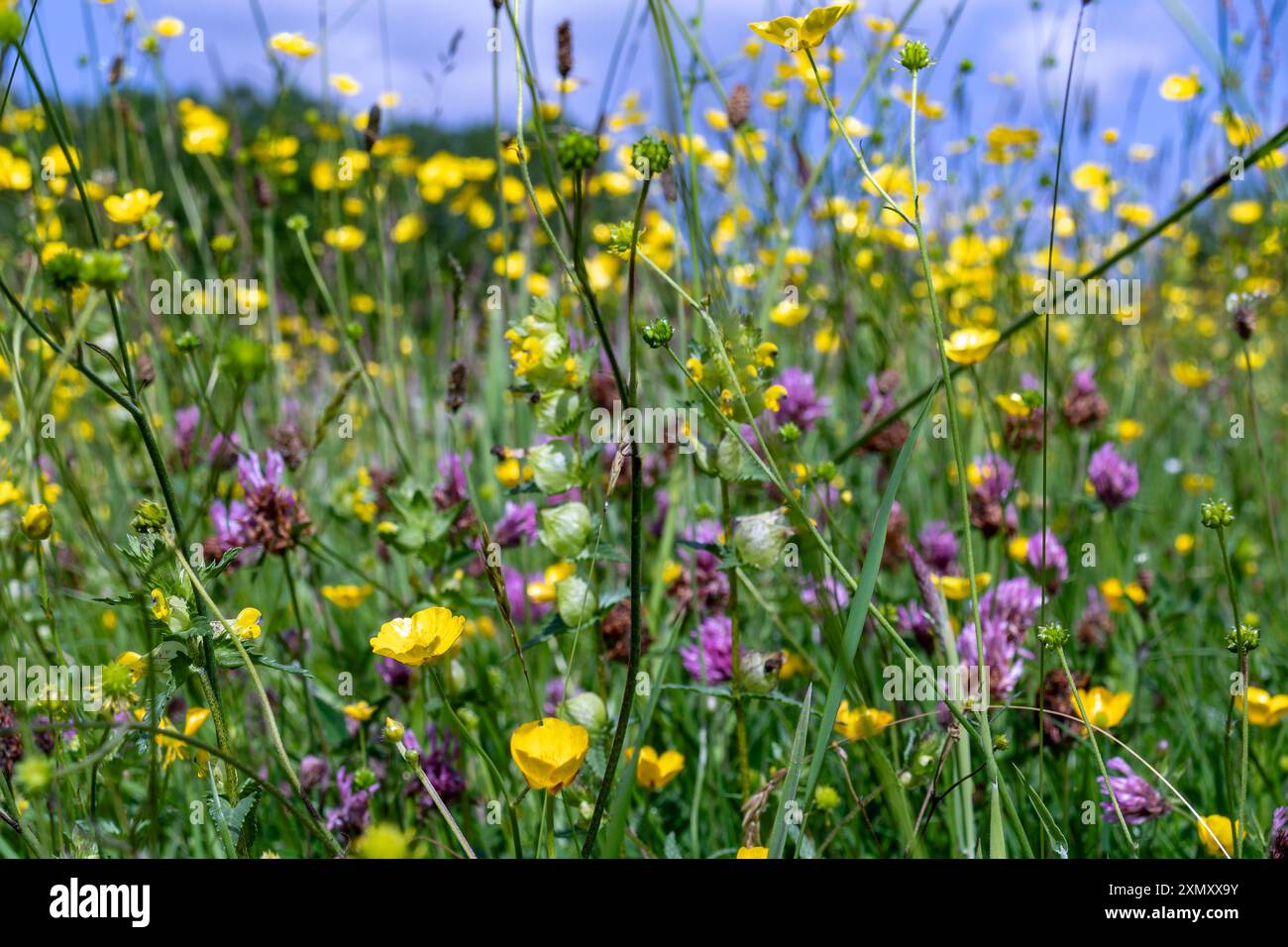 Ground Level View Looking into a Colourful, Devon Wild Flower Meadow on ...
